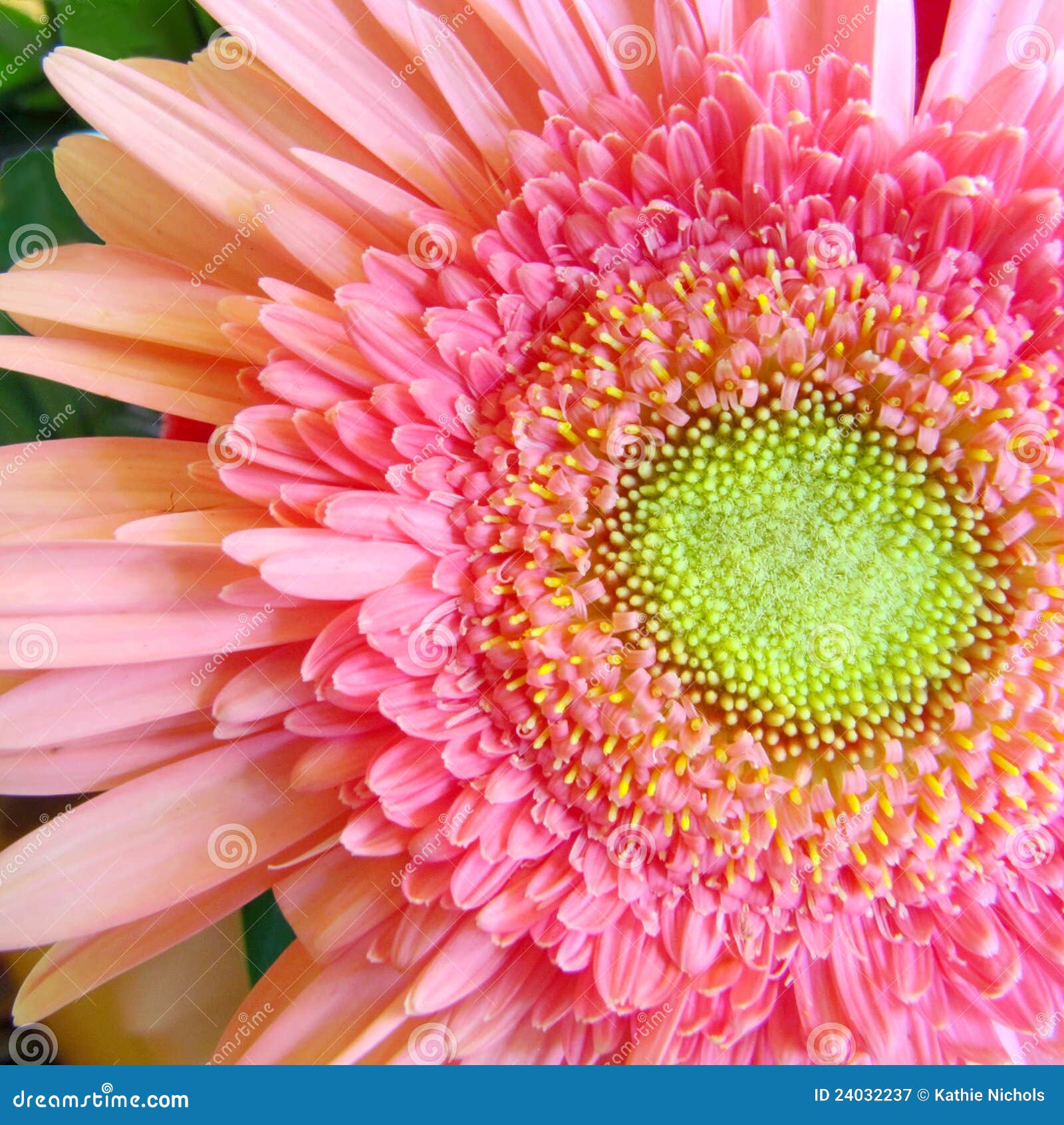 Macro Pink Gerbera Daisy 1 stock image. Image of colorful - 24032237
