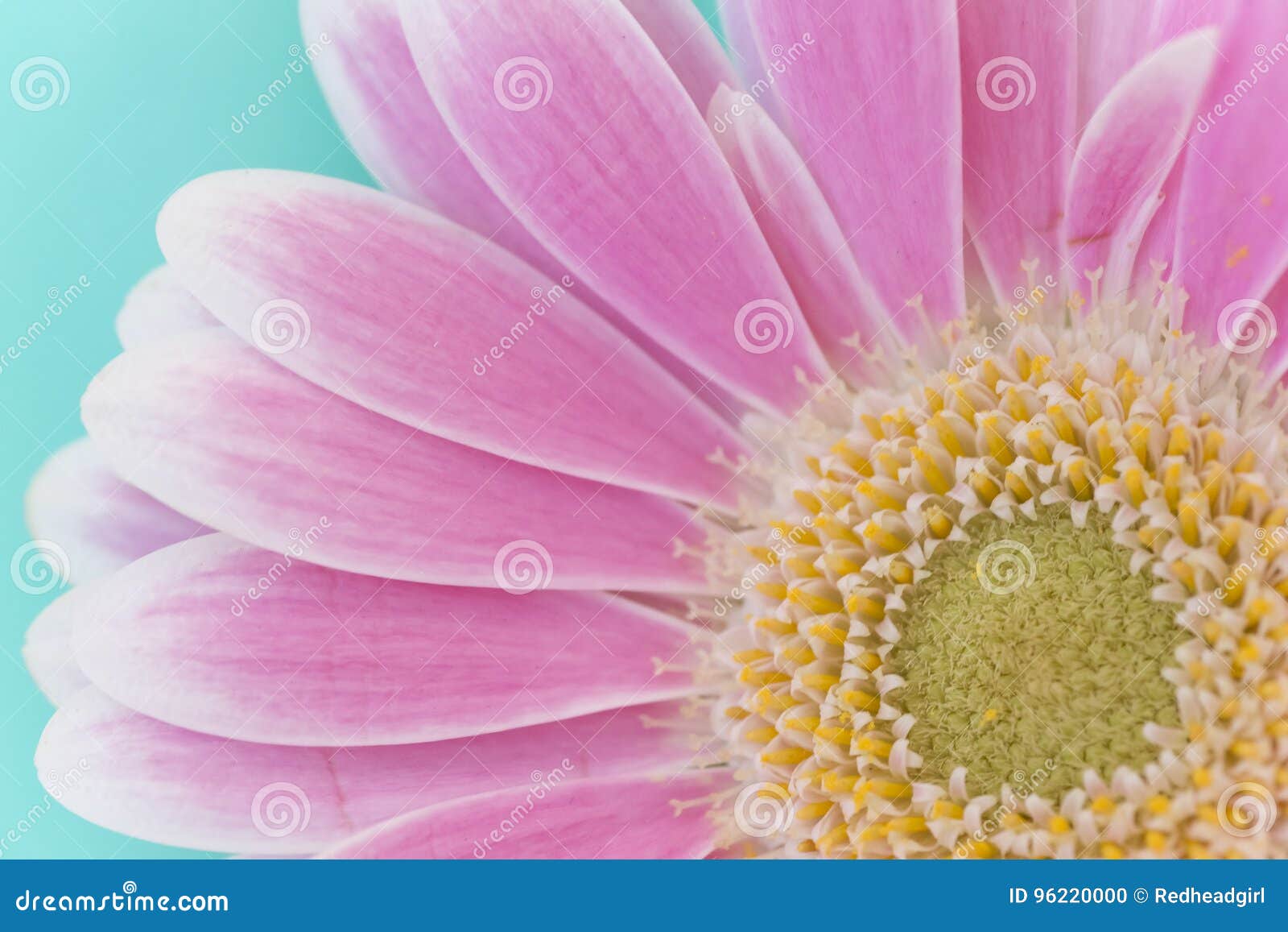Macro of Pink Gerbera stock photo. Image of pretty, nature - 96220000