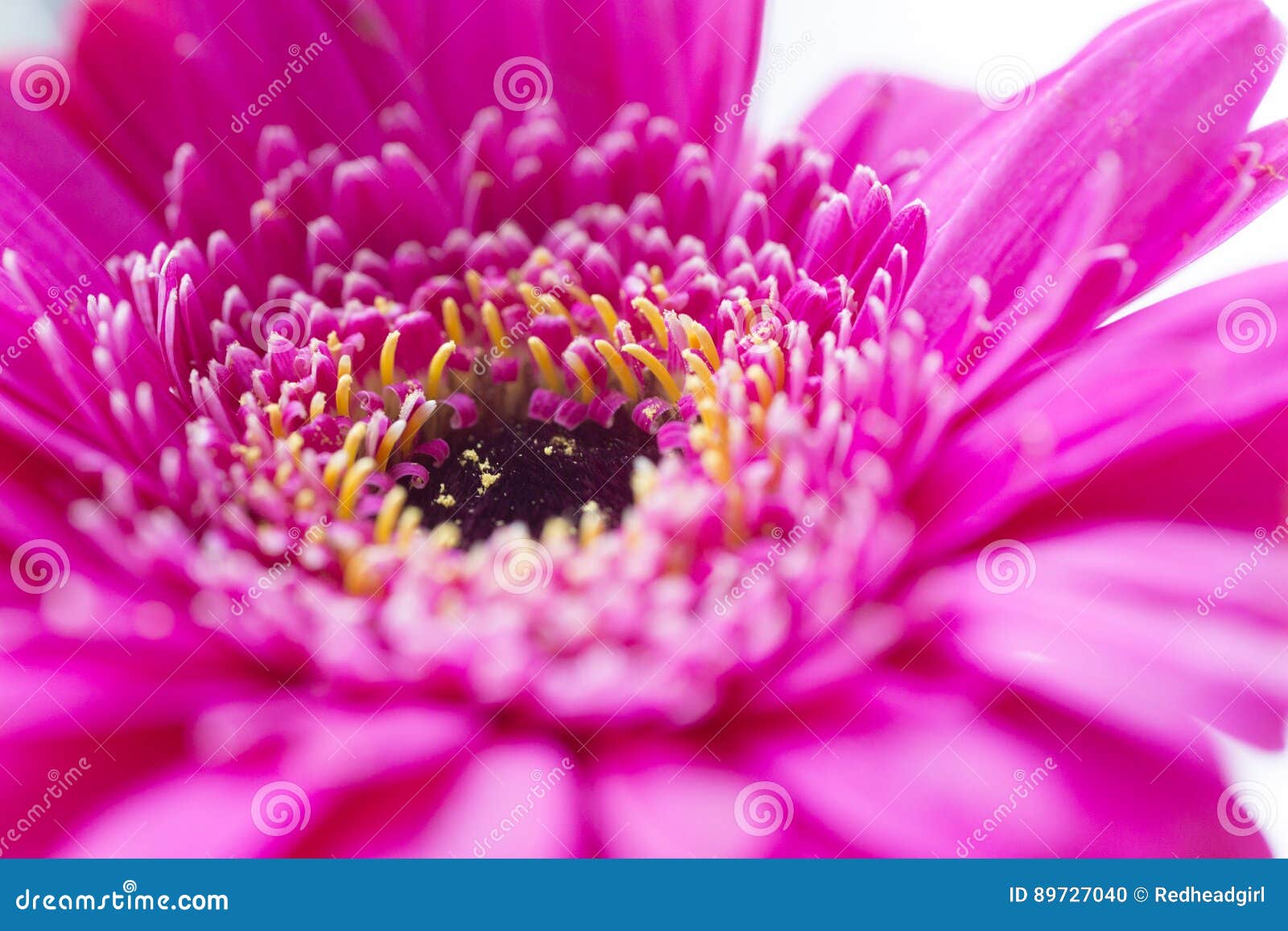 Macro of Pink Gerbera stock photo. Image of daisy, nature - 89727040