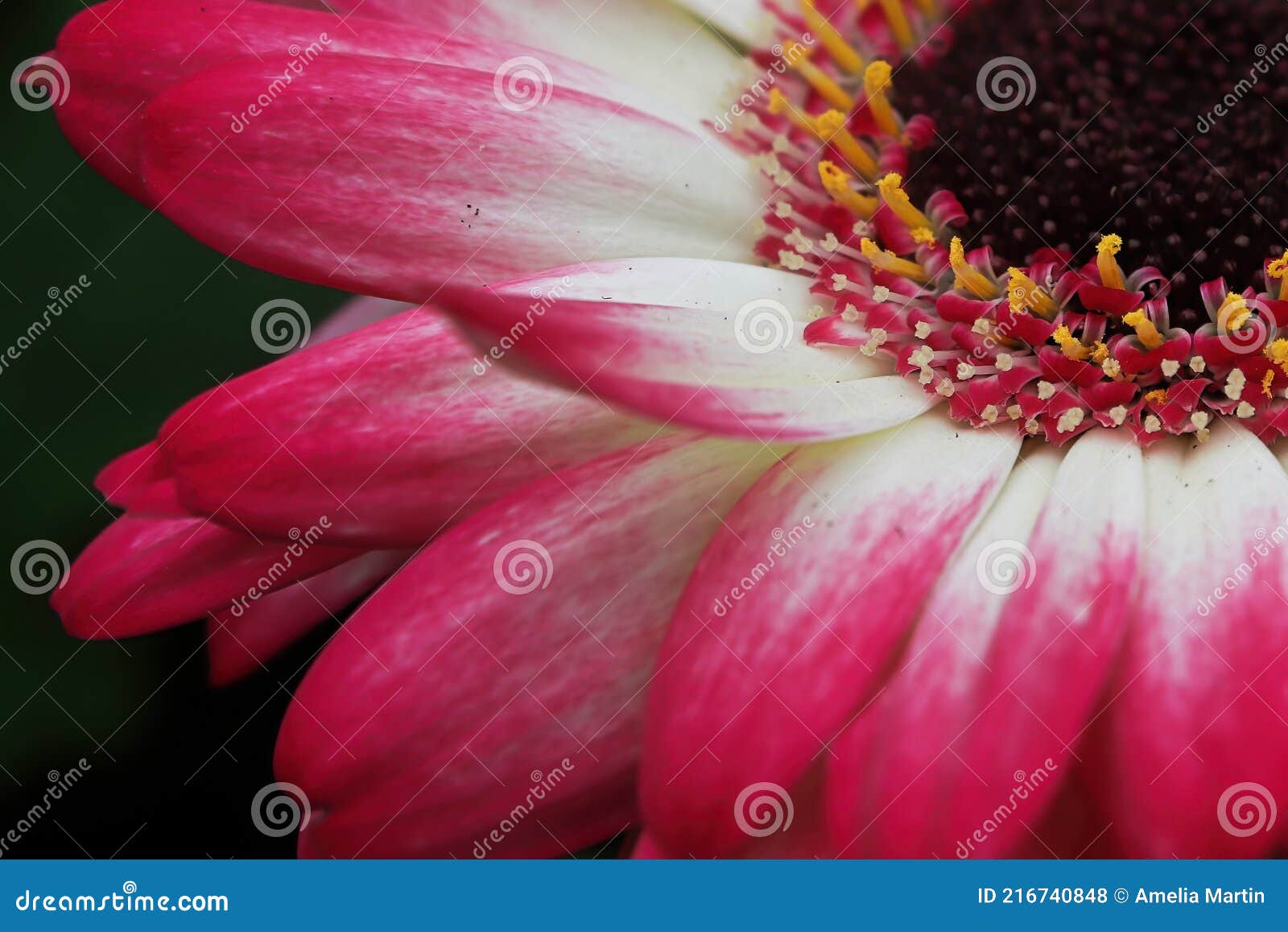 Macro of a Pink Gerbera Upper Right Hand Corner Stock Photo - Image of ...
