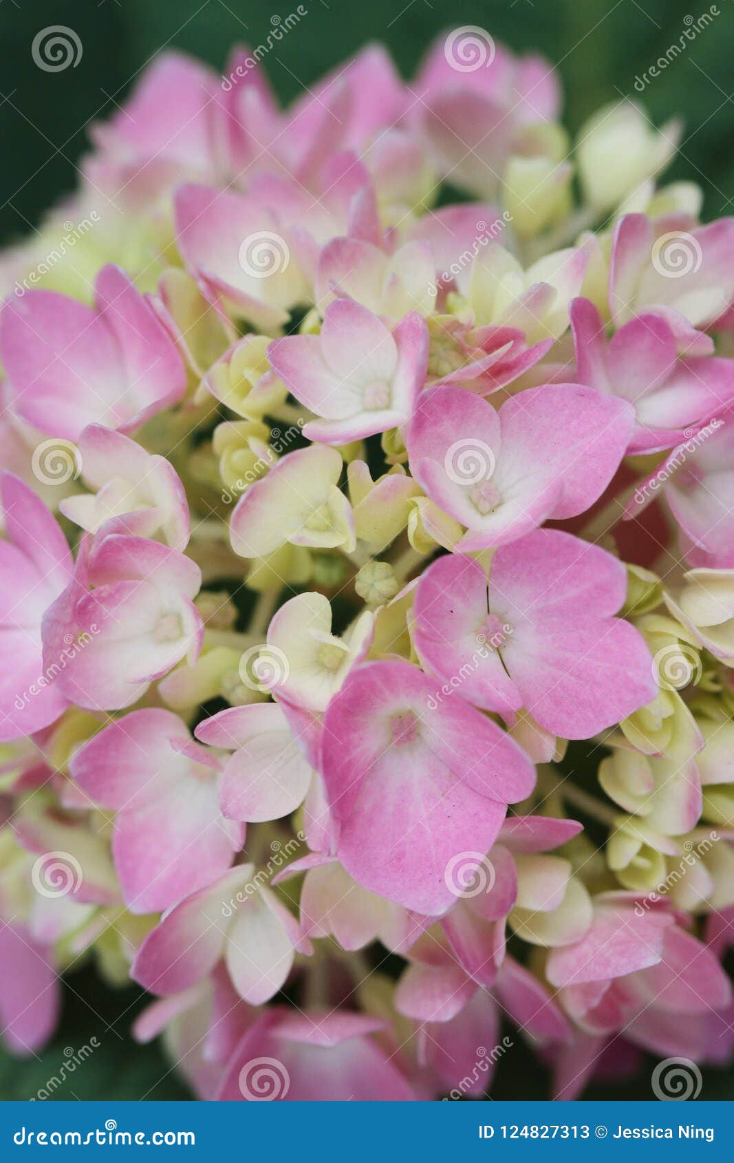 Macro of pink hydrangea stock image. Image of backgrounds - 124827313