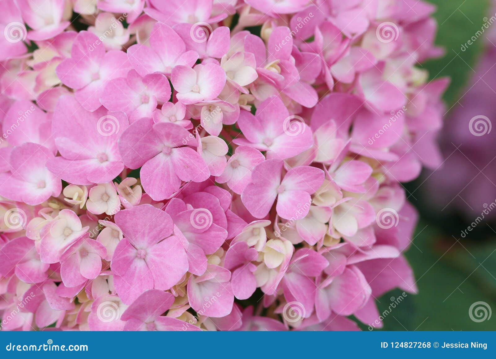 180 Night Hydrangea Stock Photos - Free & Royalty-Free Stock Photos ...