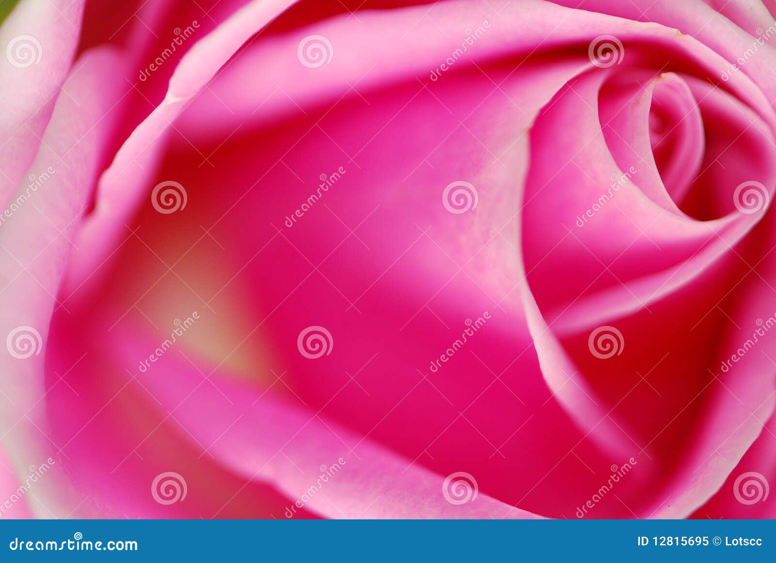 Macro pink rose stock image. Image of nature, beautiful - 12815695