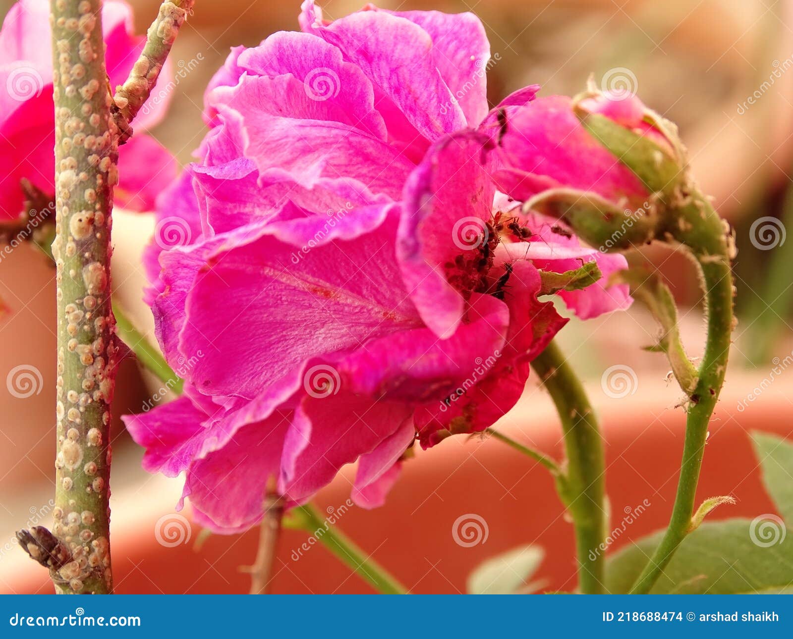 Macro of Pink rose flower stock photo. Image of branch - 218688474