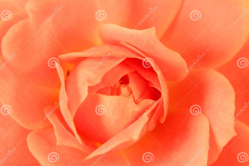 Macro Pink Rose Pedals stock image. Image of beautiful, bloom - 24113