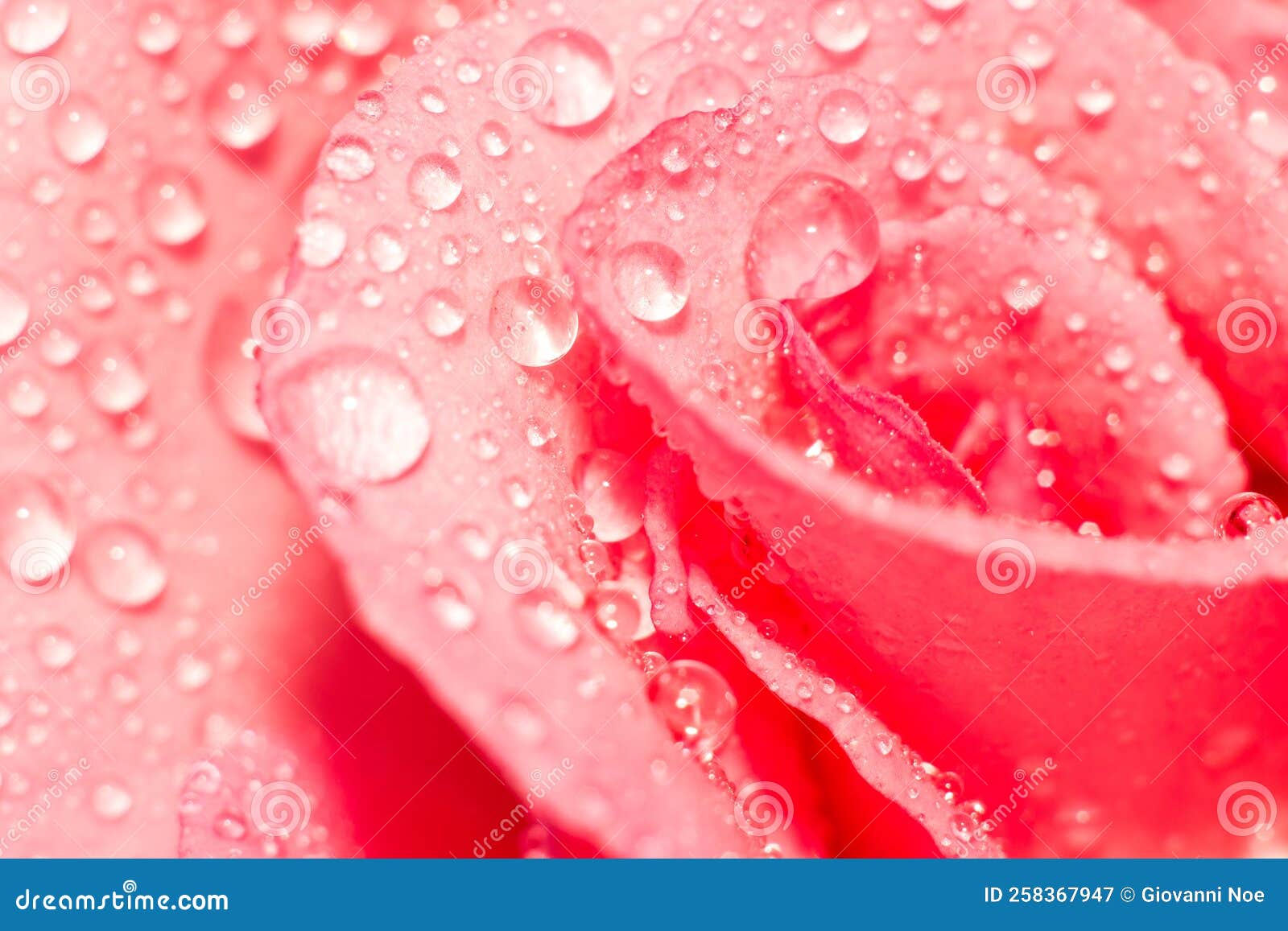 Macro of Pink Rose with Water Drops Stock Image - Image of bloom, macro ...