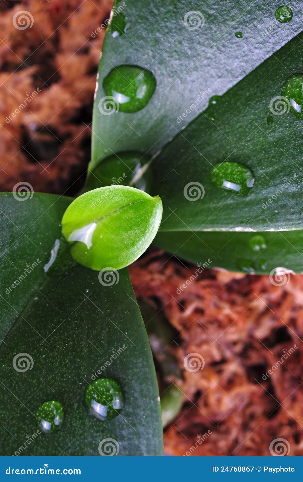 Macro plant stock image. Image of crown, drop, plant - 24760867