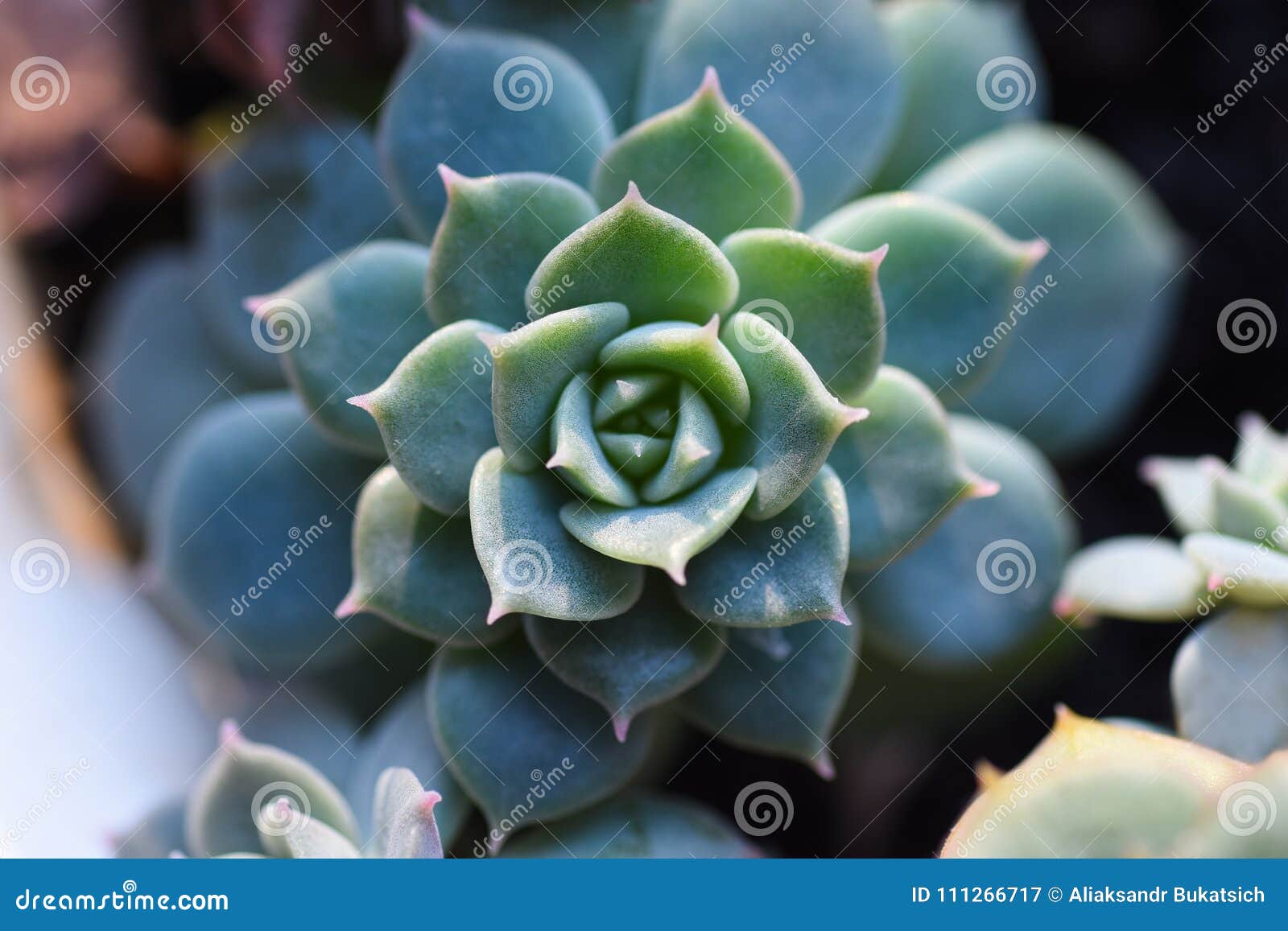 Macro Plant Flower Cactus Closeup Stock Image - Image of garden, cactus ...