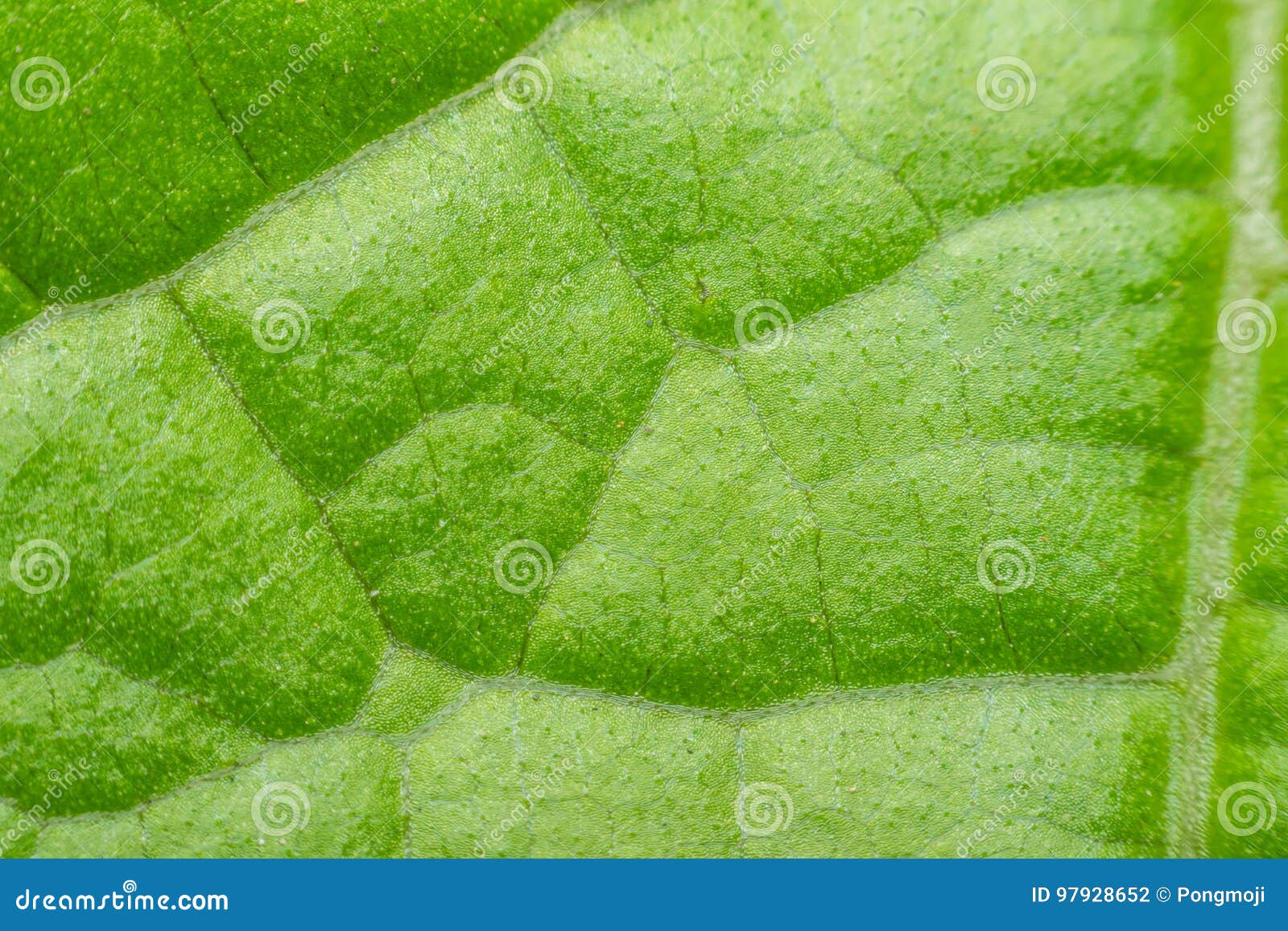 Macro of Plant Leaf Texture Nature Background Stock Photo - Image of ...