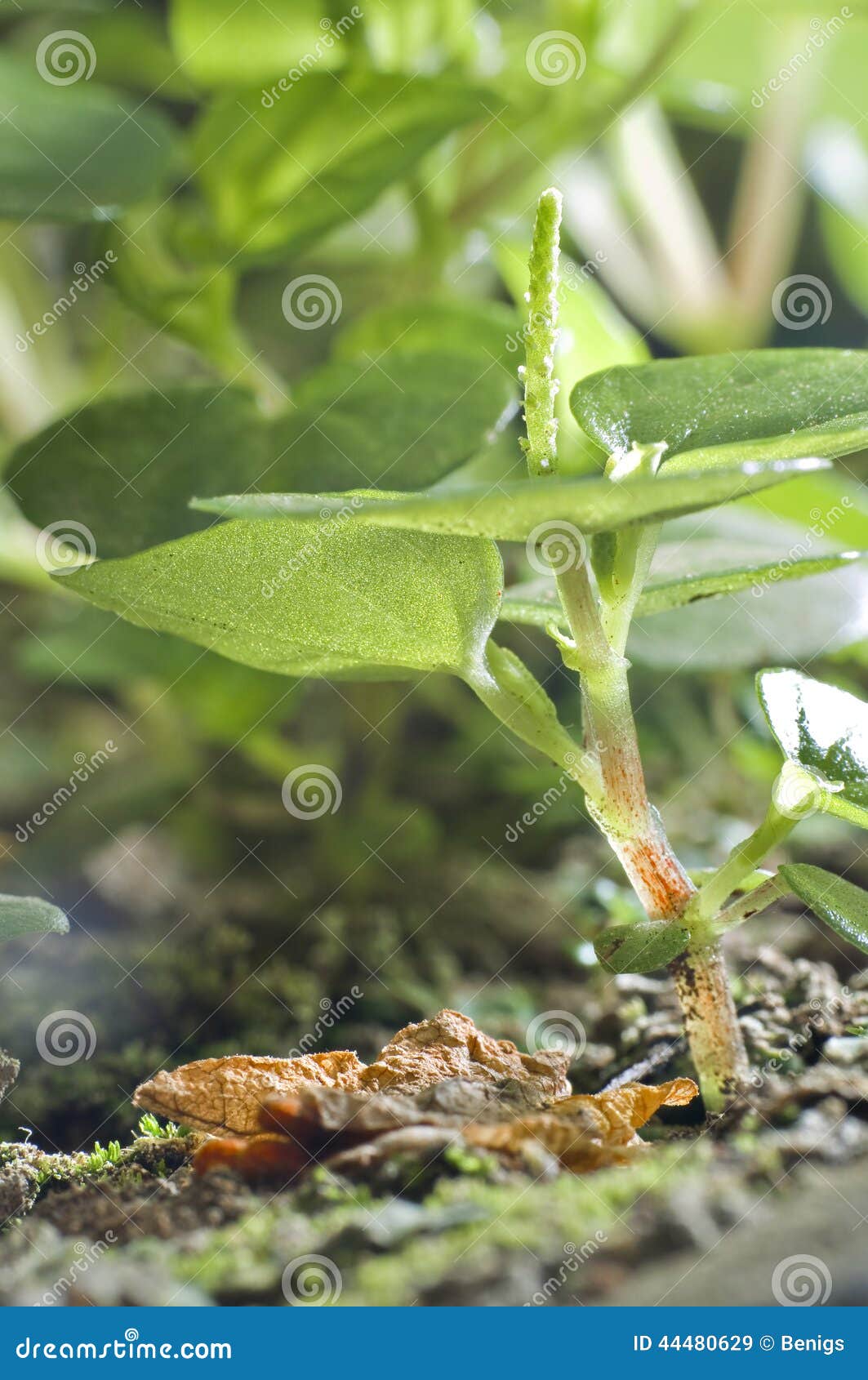 Macro plant stock image. Image of sprout, vegetation - 44480629