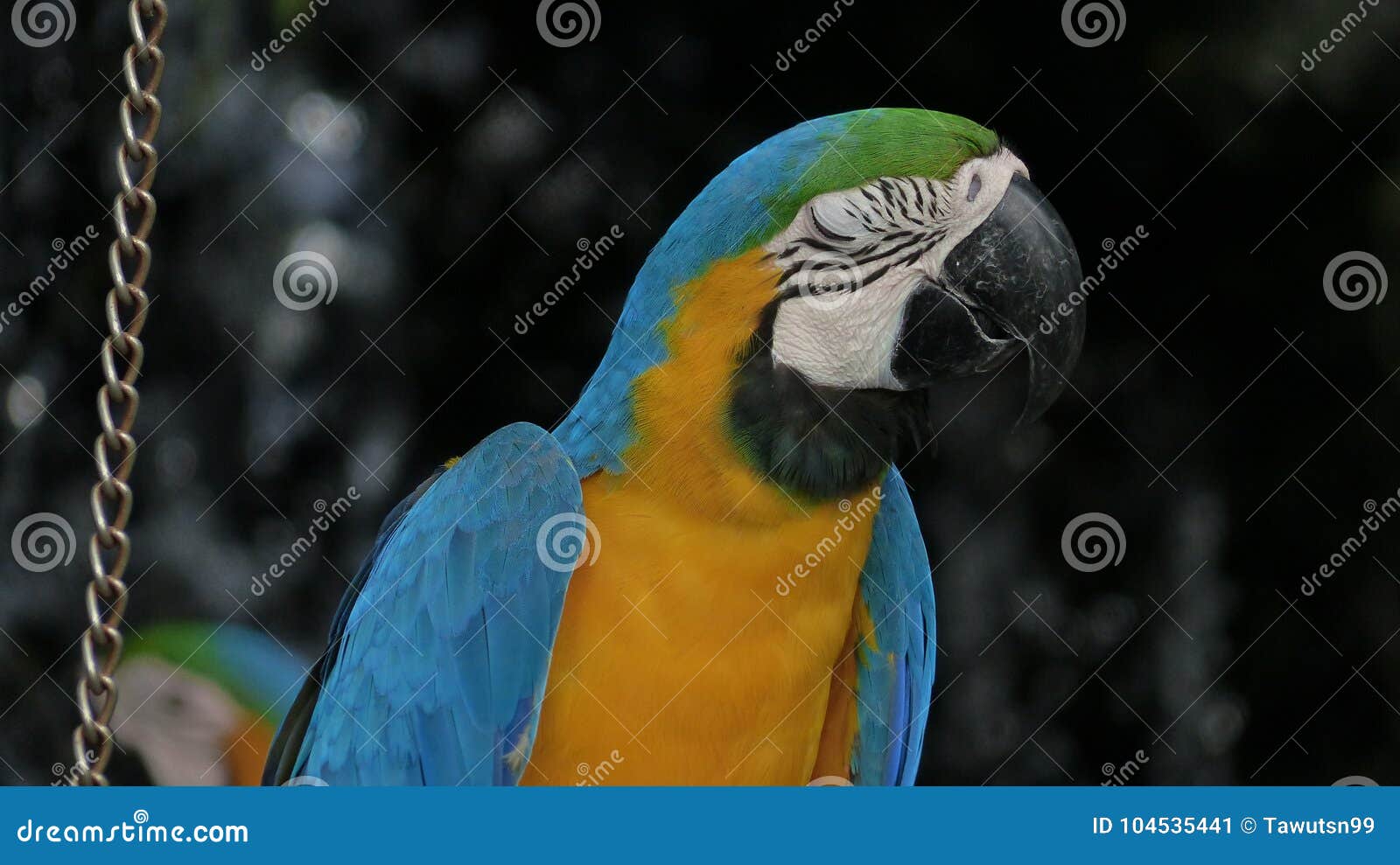 The Beautiful Macaw in the Zoo Stock Image - Image of bright, green ...