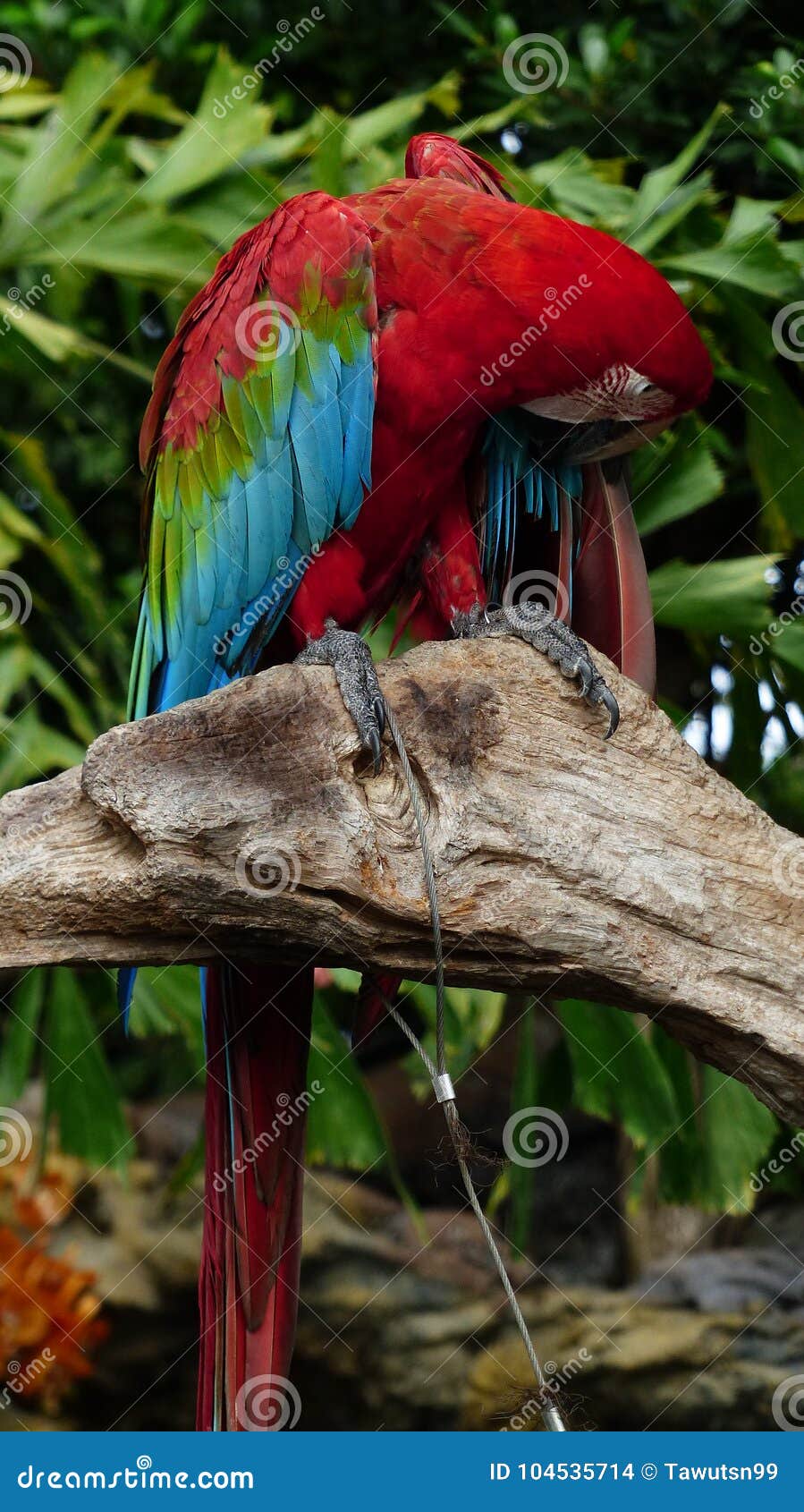 The Beautiful Macaw in the Zoo Stock Photo - Image of bright, cute ...