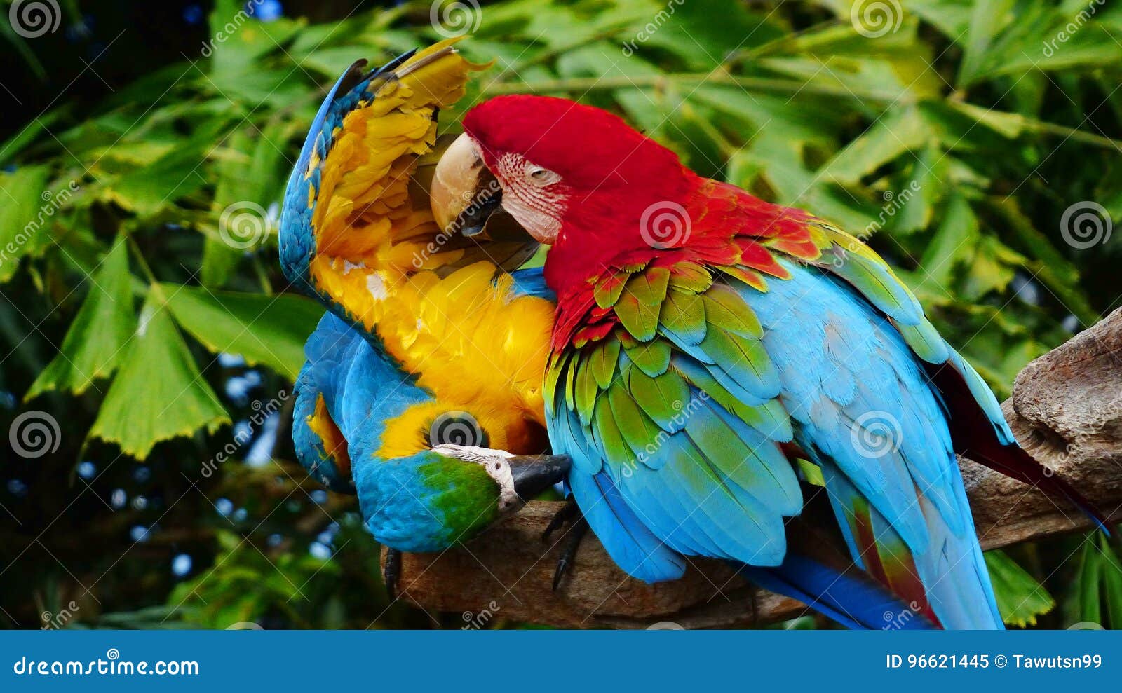 The Beautiful Macaw in the Zoo Stock Image - Image of colourful, drunk ...