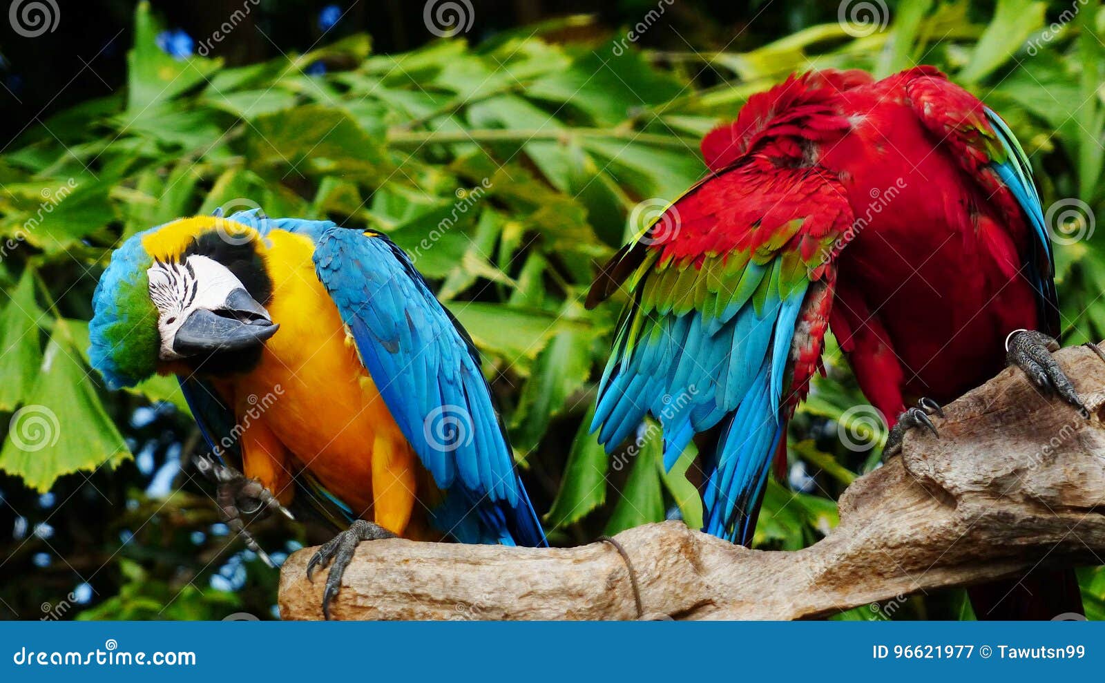 The Beautiful Macaw in the Zoo Stock Image - Image of colour, avian ...