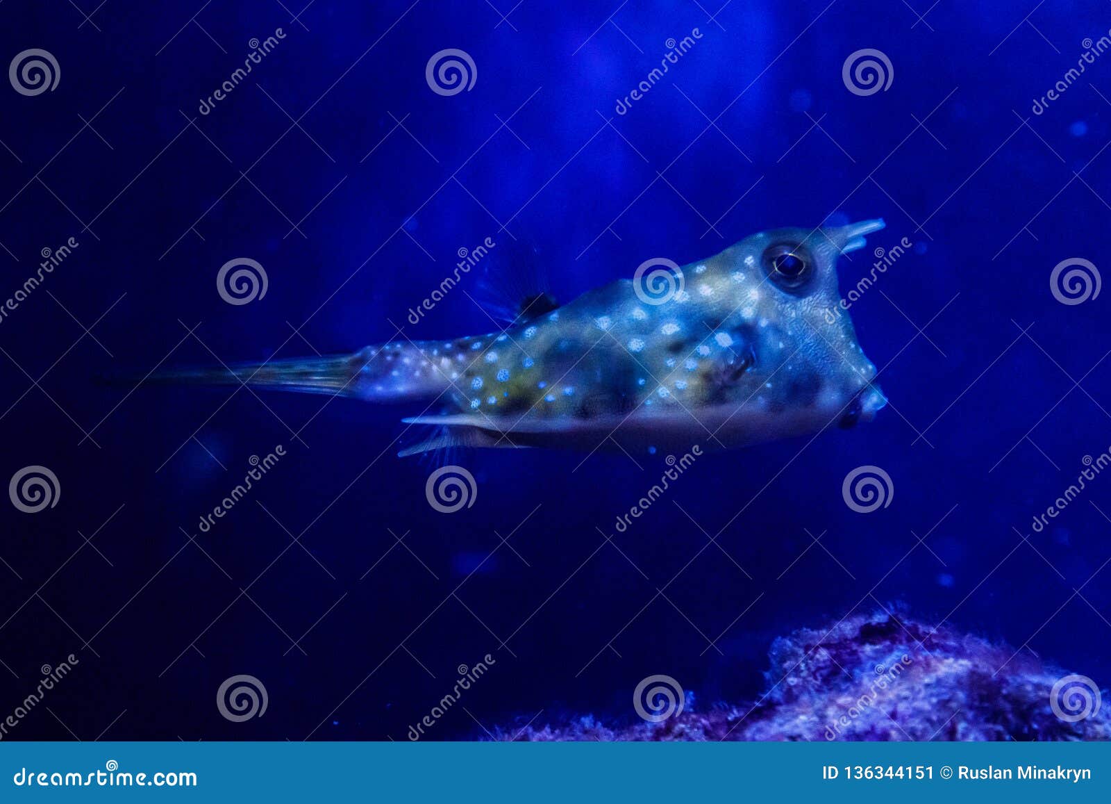 Macro Poissons De Linnaeus De Cornuta De Lactoria Image stock - Image ...