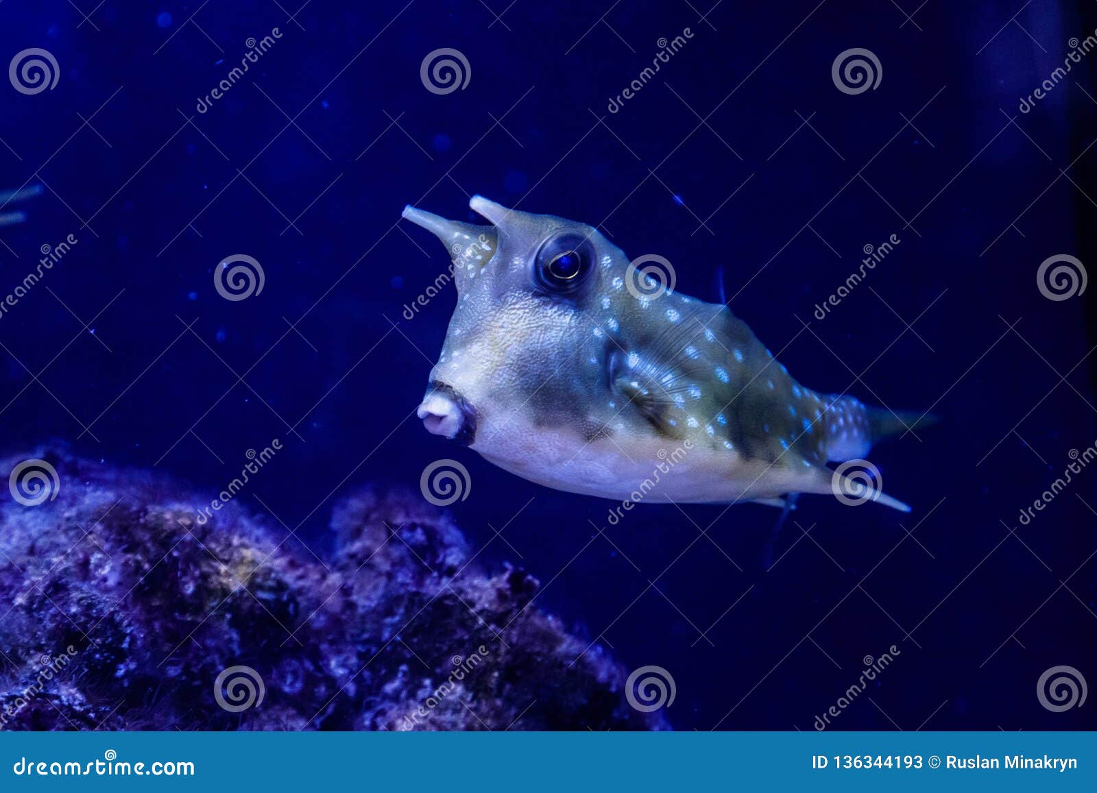 Macro Poissons De Linnaeus De Cornuta De Lactoria Image stock - Image ...