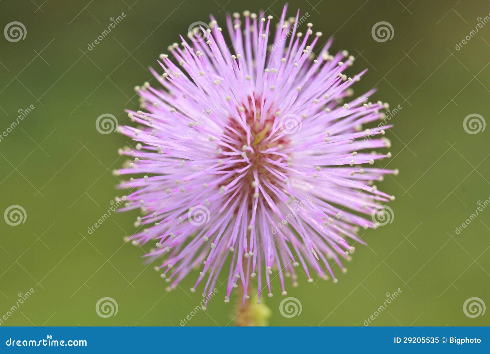 Sensitive Plant Flower Stock Photography | CartoonDealer.com #166245920