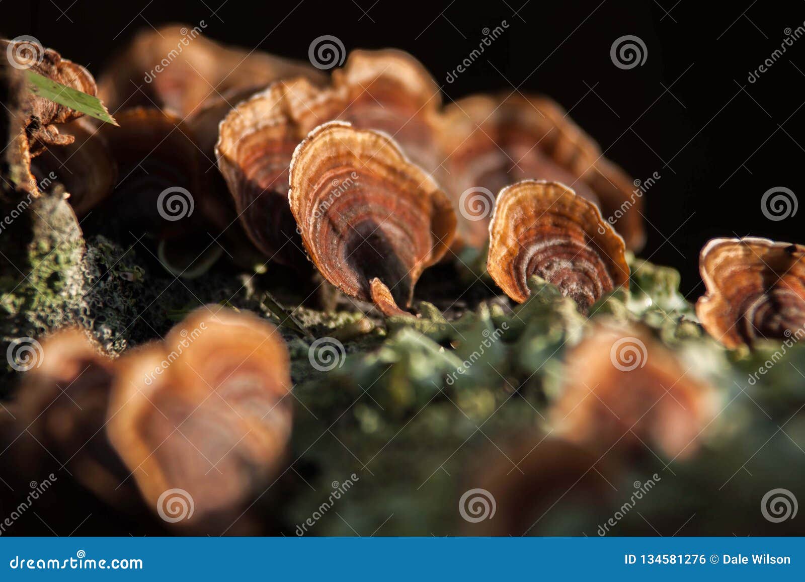 Macro of Polypore Mushrooms on a Log Stock Photo - Image of lens ...