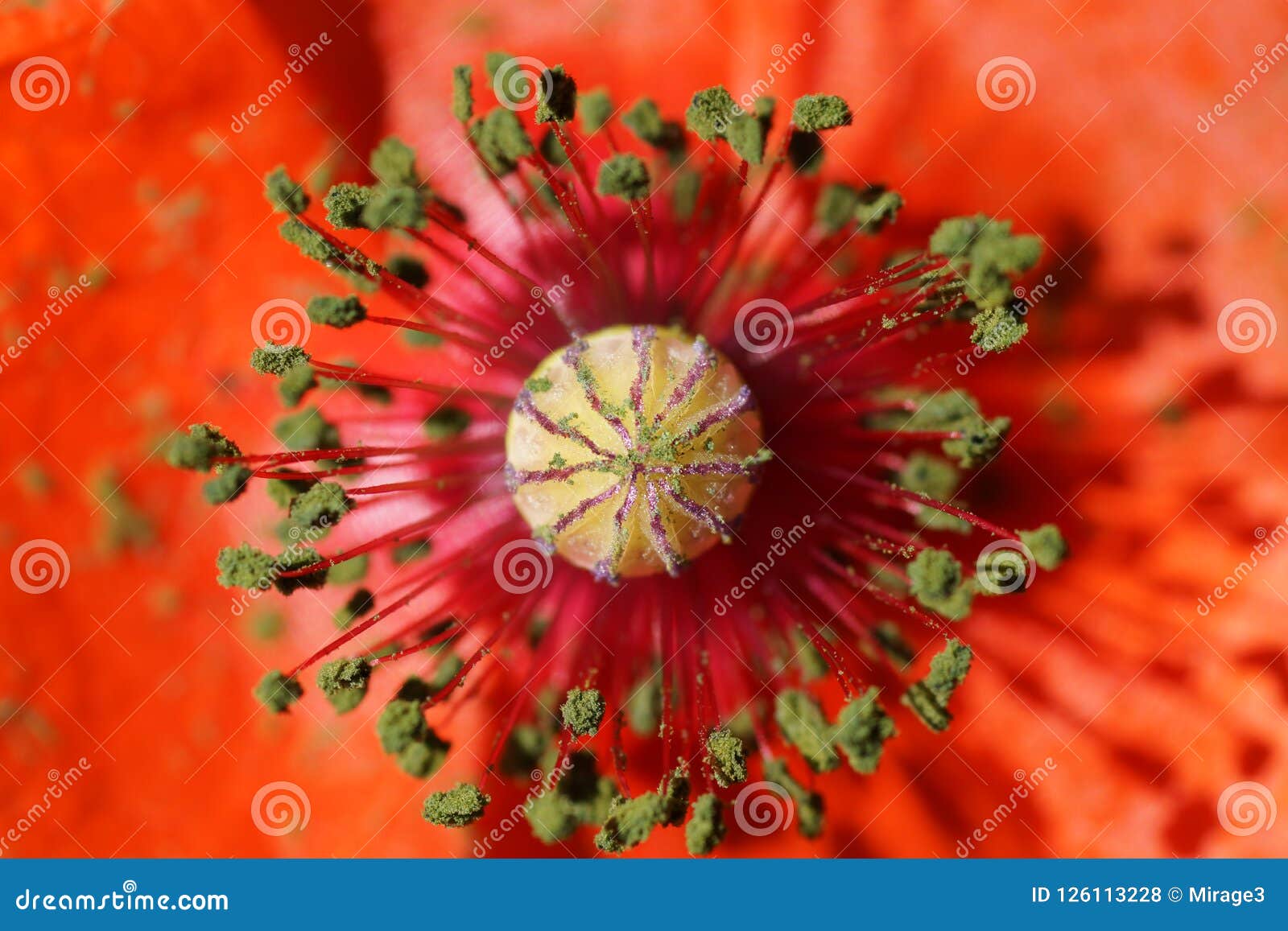 Macro of Poppy Red Flower Core Stock Photo - Image of bright, green ...