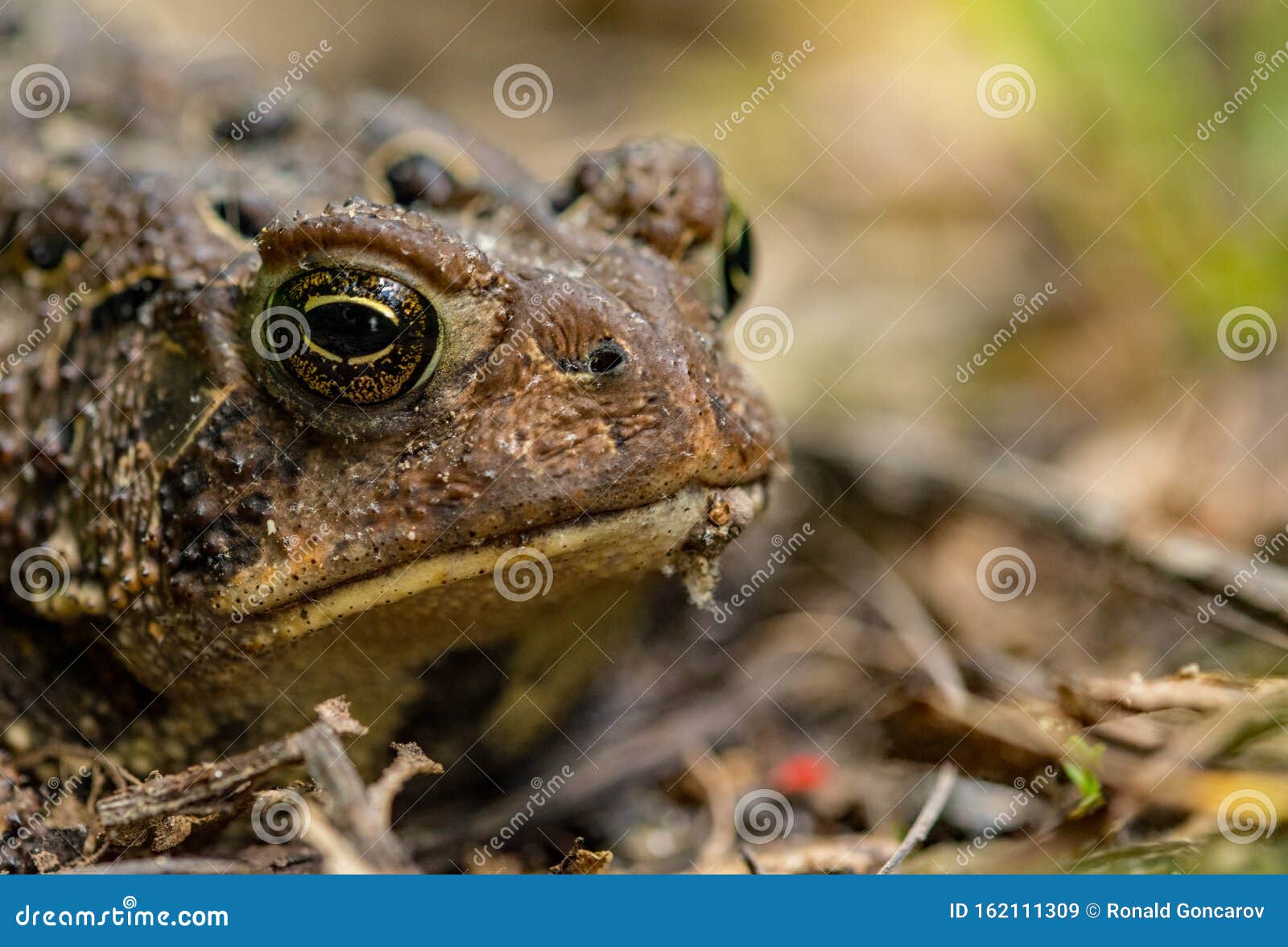 Macro Portraint of Large Brown Toad Stock Image - Image of nature, frog ...