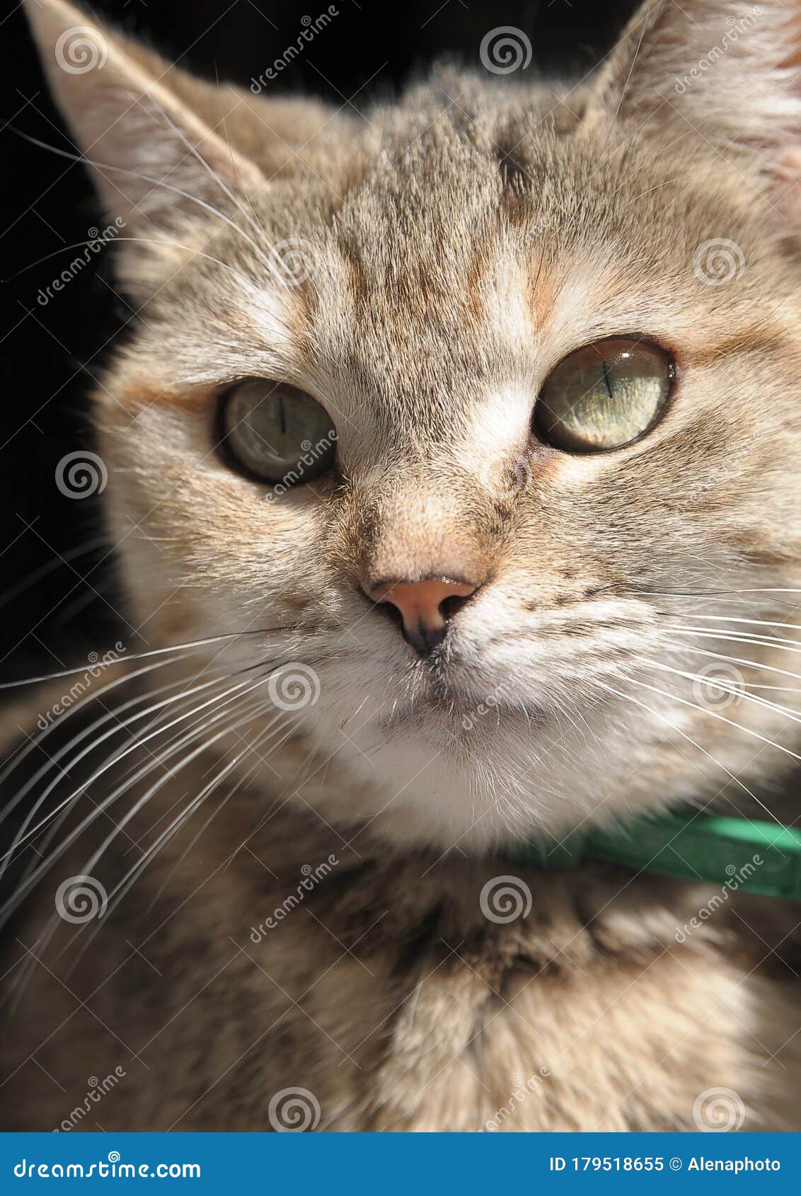 Macro Portrait of Cat Eyes. Stock Image - Image of mammal, animal ...