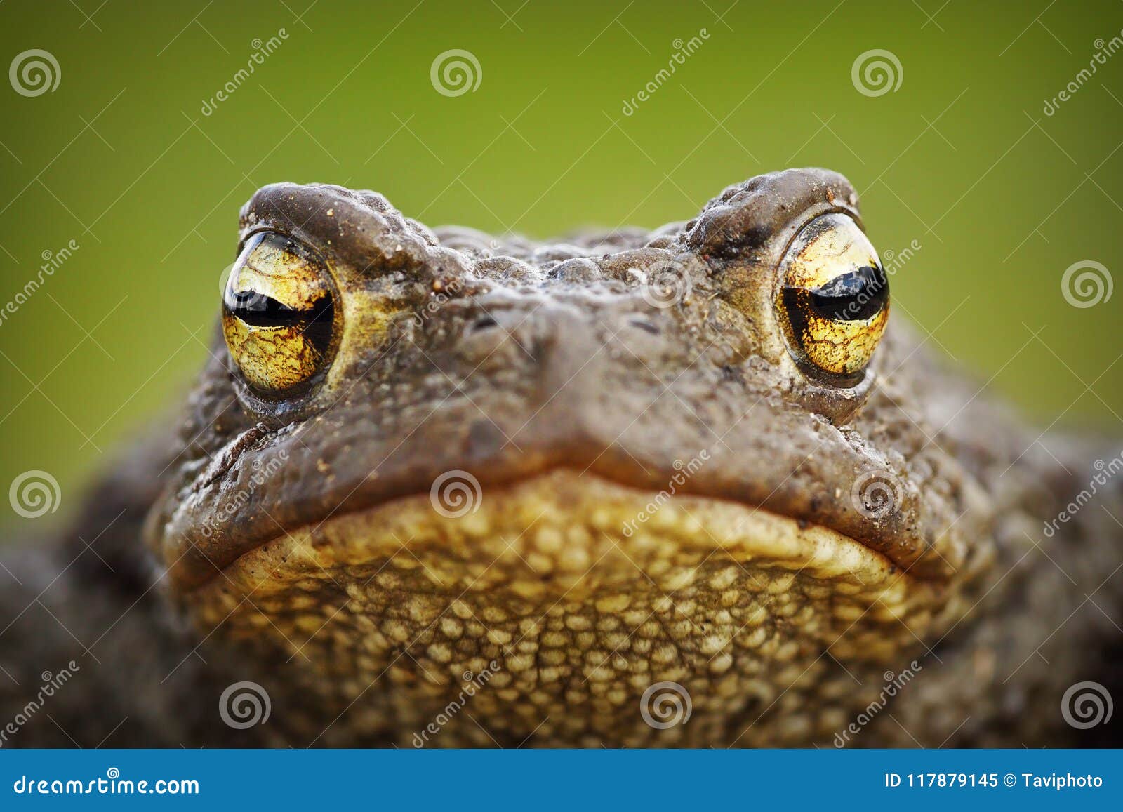 Macro Portrait of Cute Toad Stock Image - Image of creature, animal ...