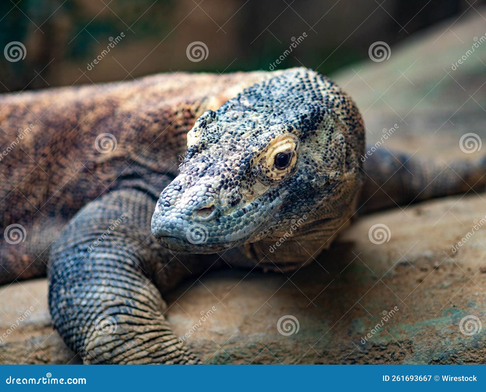 Macro Portrait of a Komodo Dragon Laying on a Stone Stock Image - Image ...