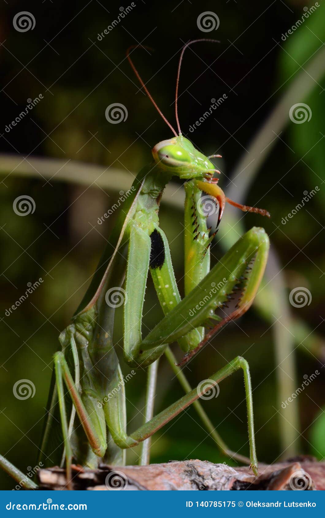 Macro Mantis religiosa stock image. Image of invertebrate - 140785175