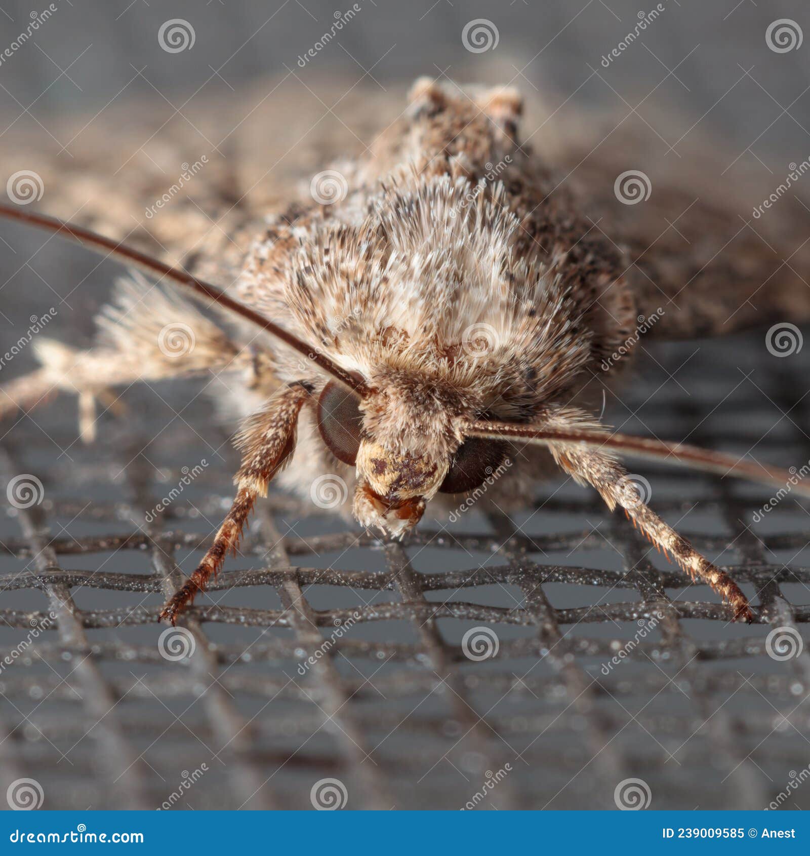Macro portrait of moth stock image. Image of entomology - 239009585