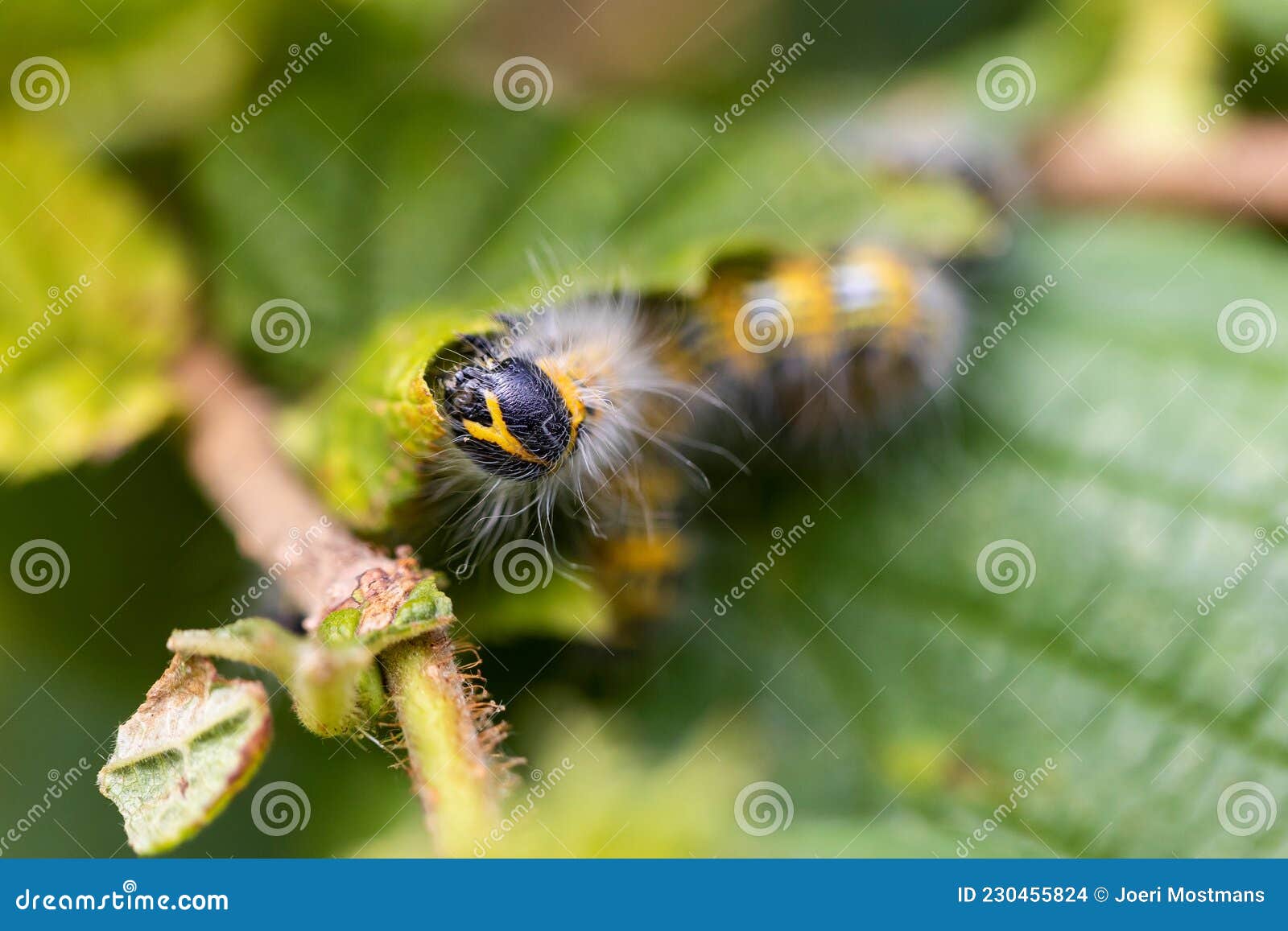 Macro Portrait of a Phalera Bucephala Caterpillar Sitting on a Leaf of ...