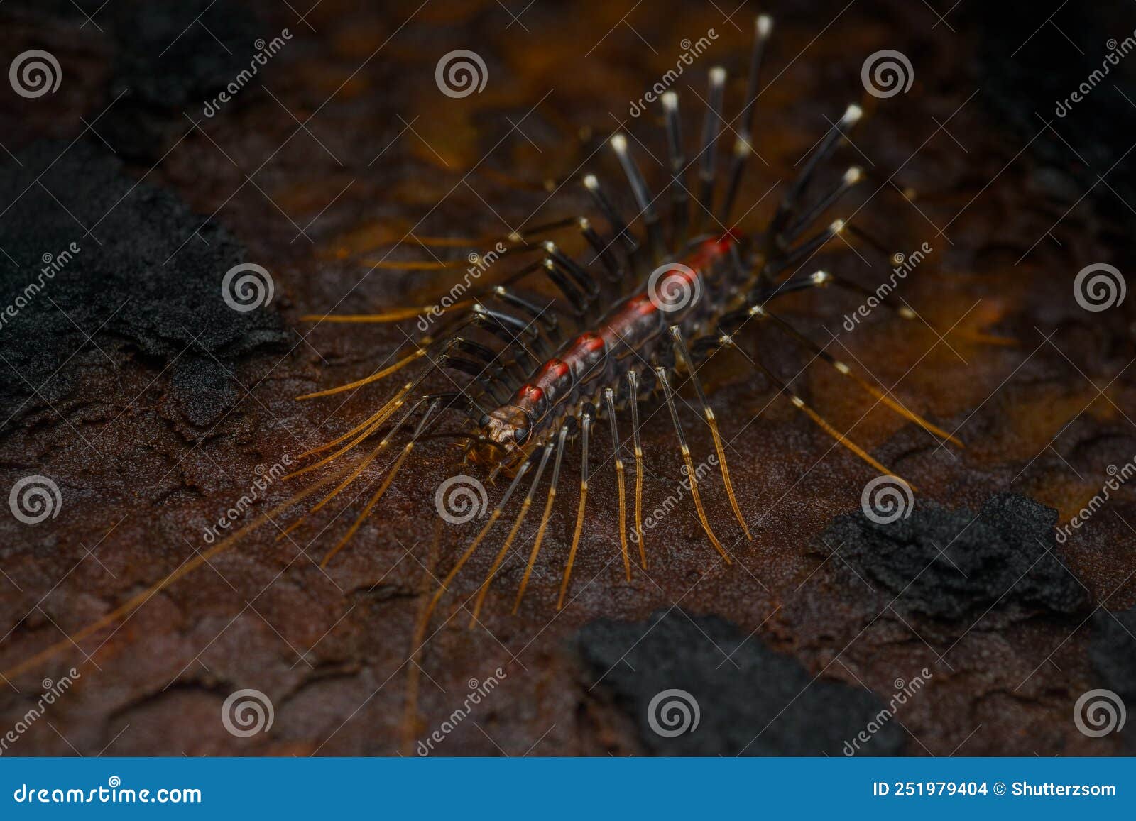 Macro Portrait of Scutigera Species from Goa Stock Photo - Image of ...