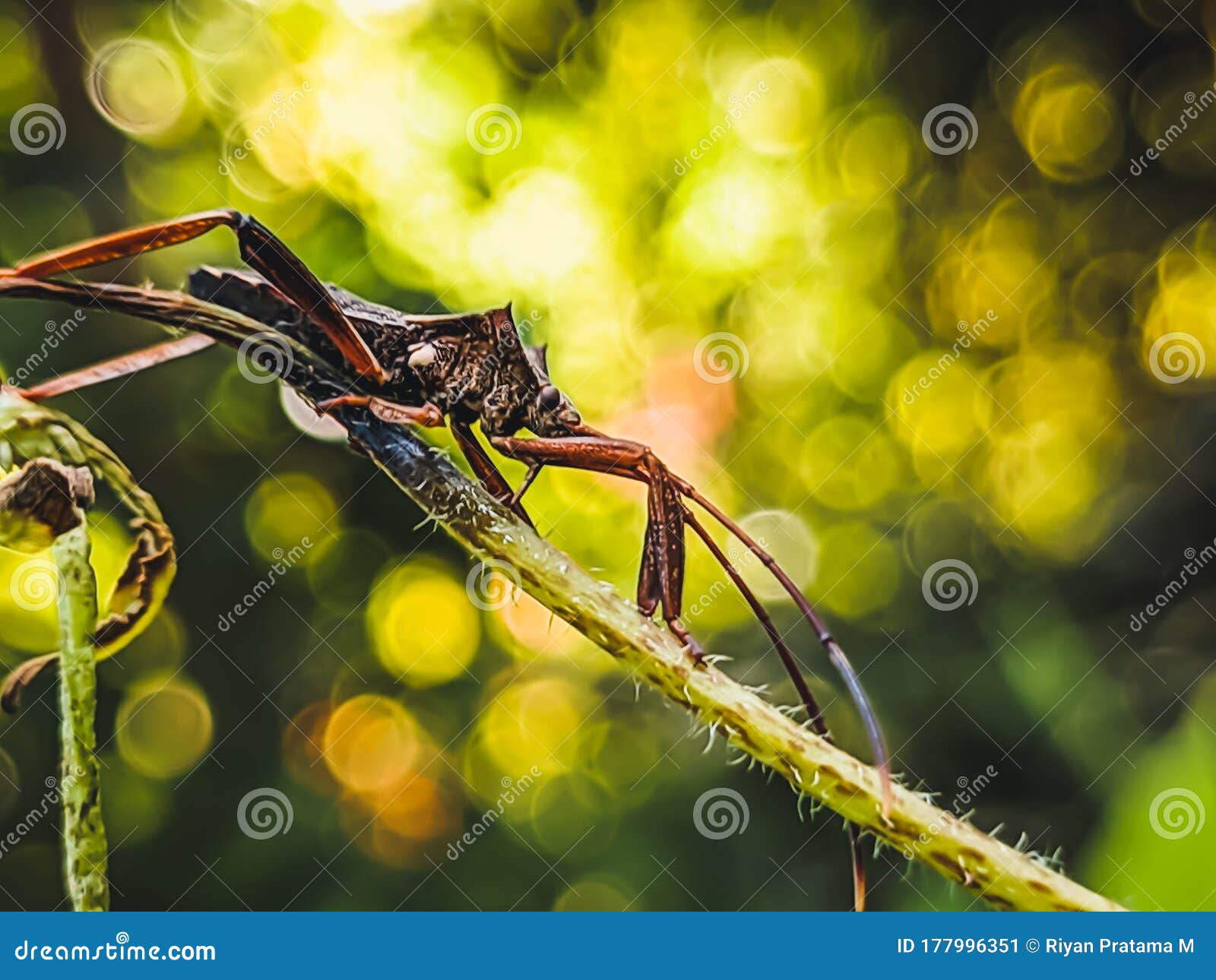 Macro Portrait of Small Insect on a Tree Branch Stock Image - Image of ...