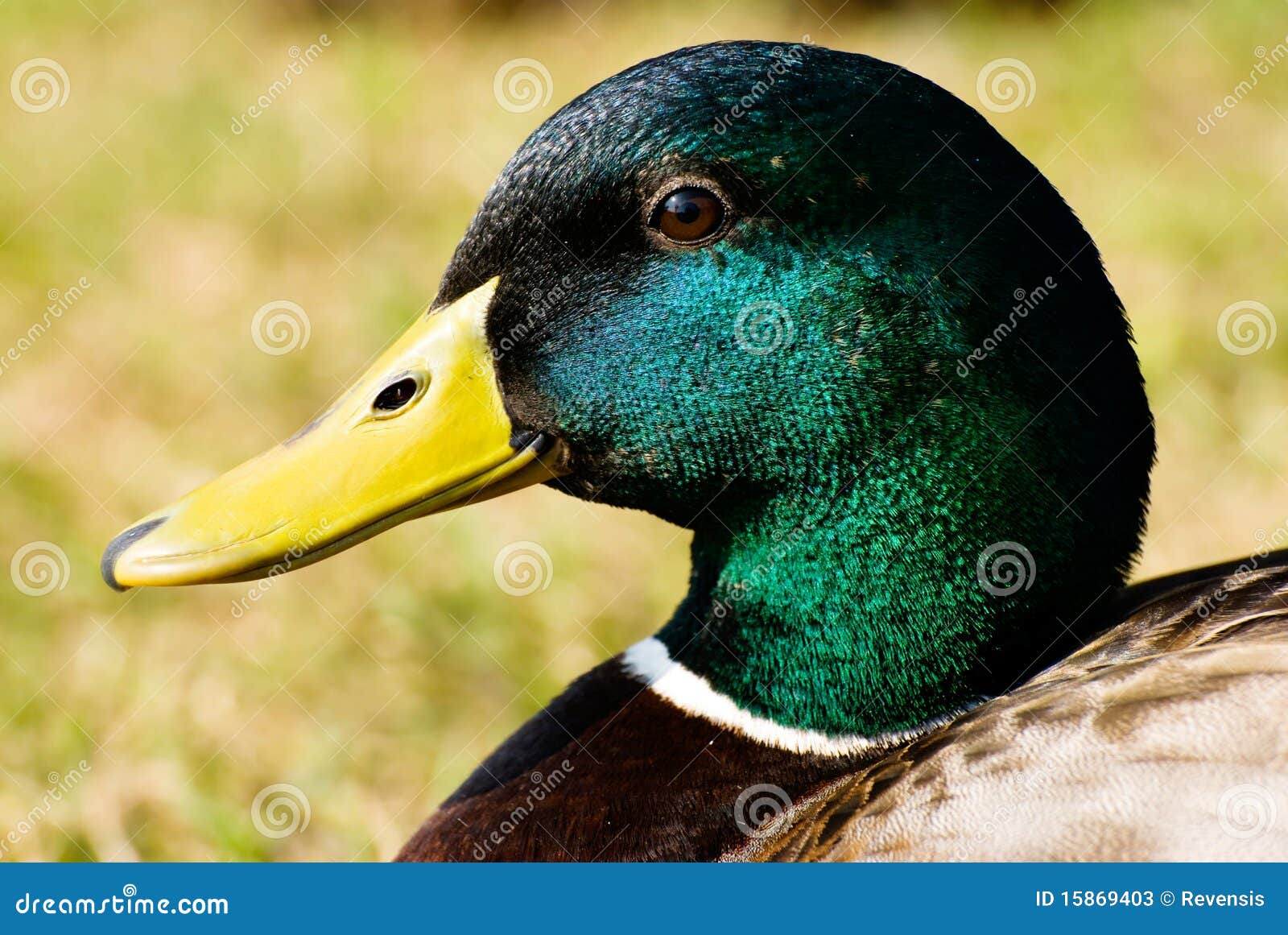 Macro Portrait of Wild Ducks Stock Image - Image of avian, water: 15869403