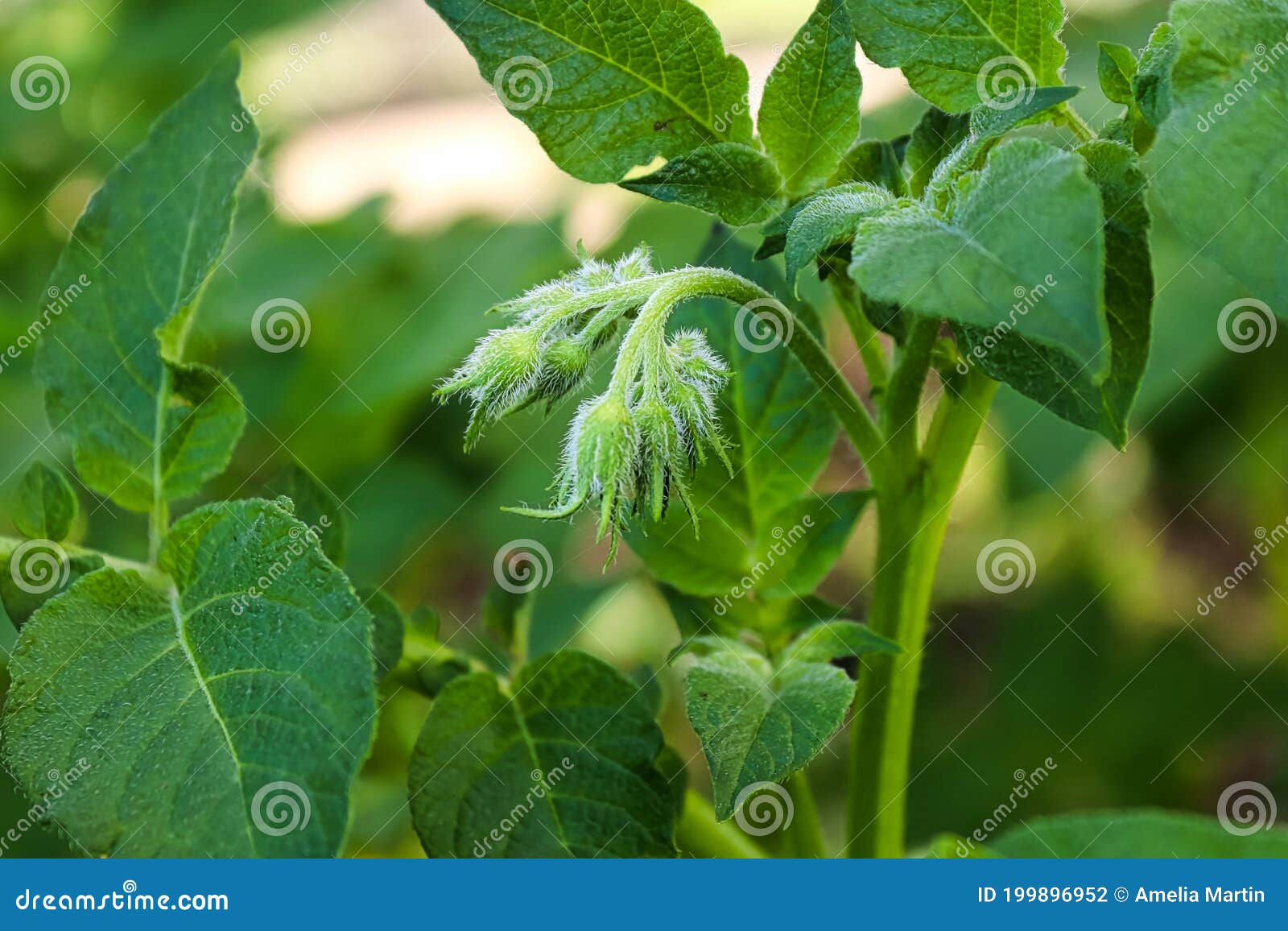 Macro of Potato Flower Buds between Leaves Stock Photo - Image of spuds ...