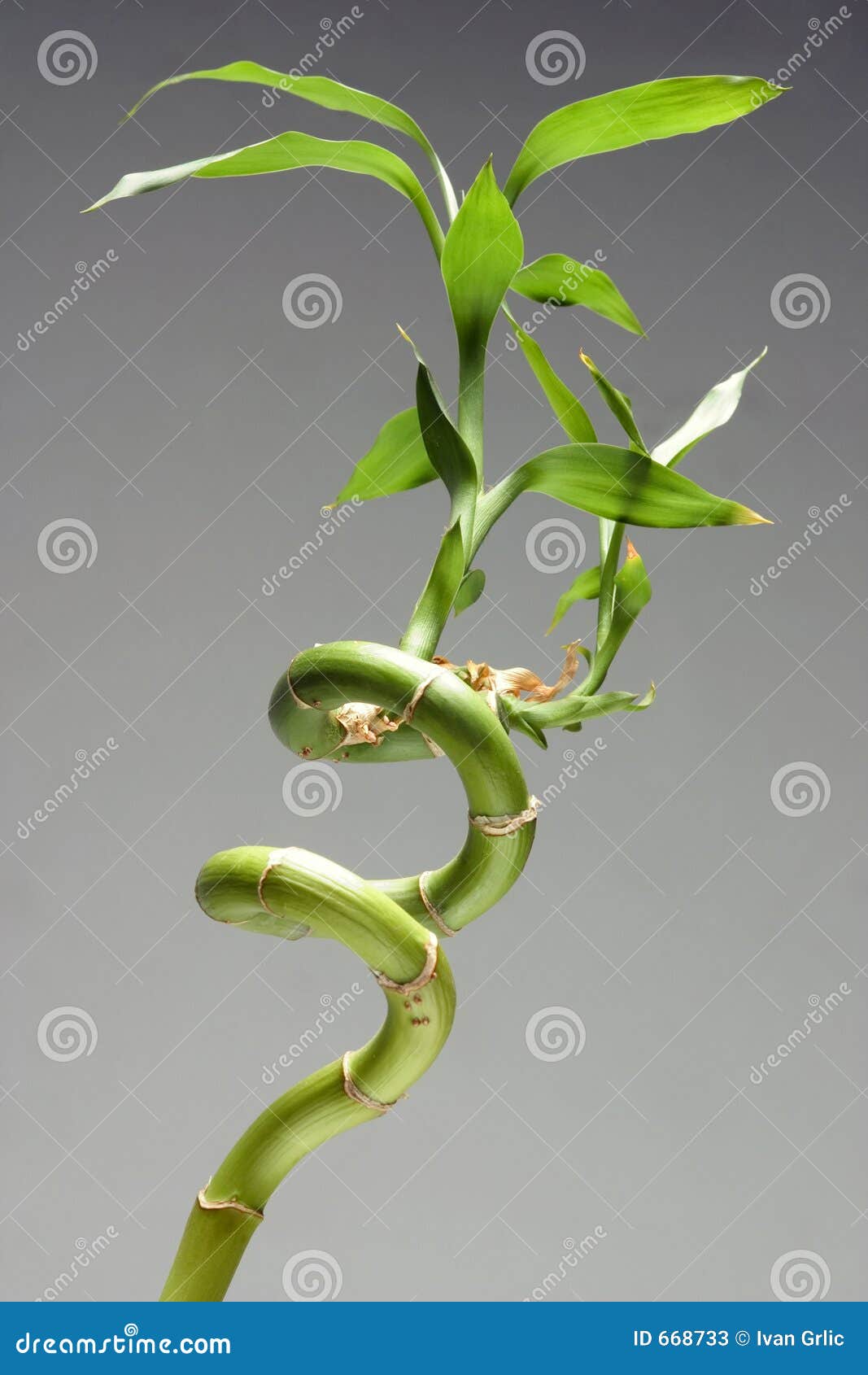 Macro pousse de bambou image stock. Image du branchement - 668733