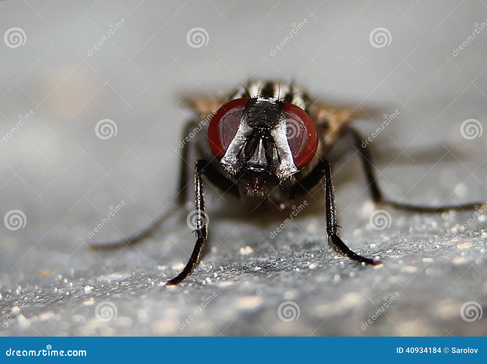 Macro Primo Piano Della Mosca Fotografia Stock - Immagine di occhio ...