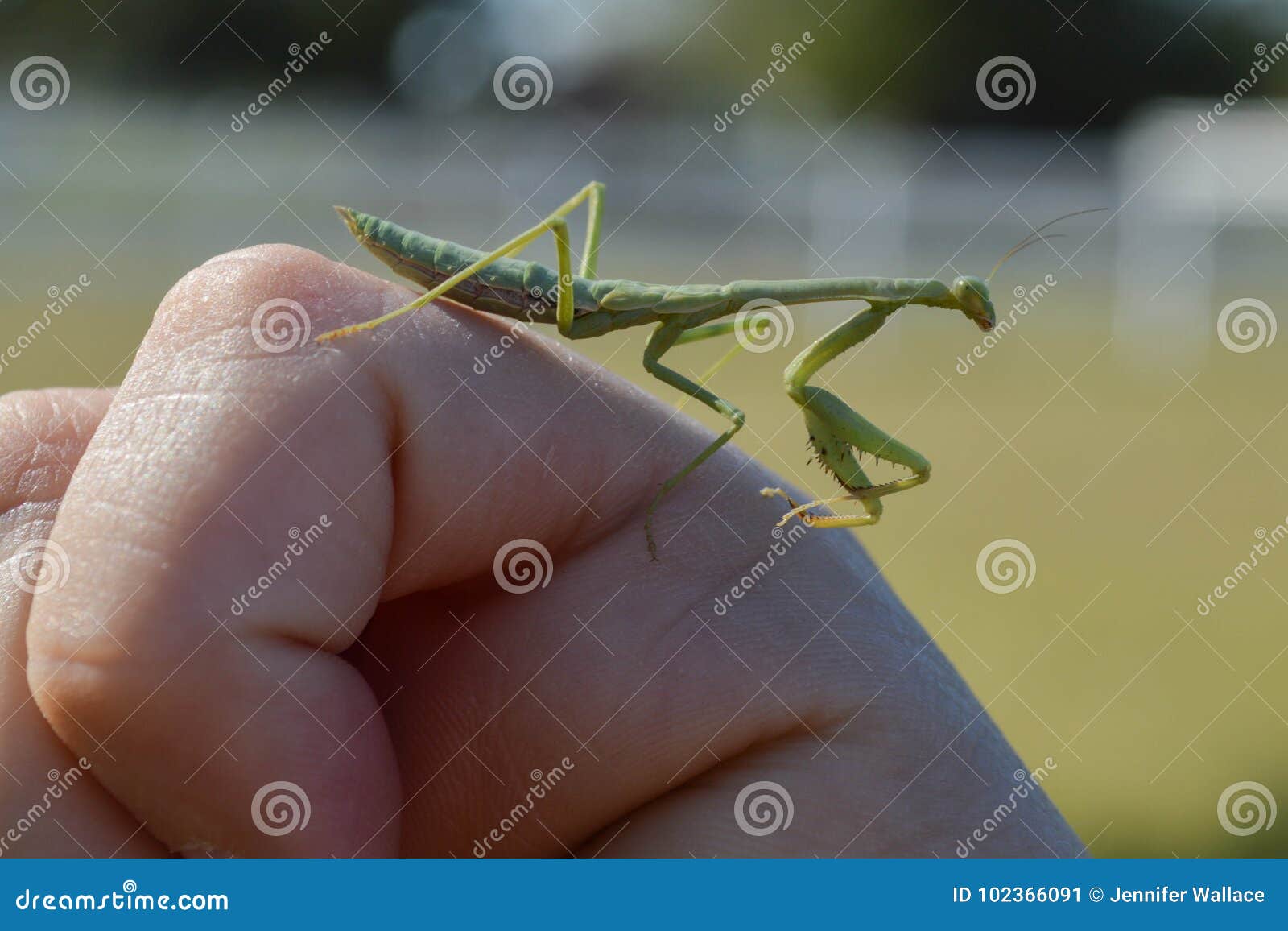 Macro Profile Photo of a Green Prey Mantis on a White Hand Stock Image ...