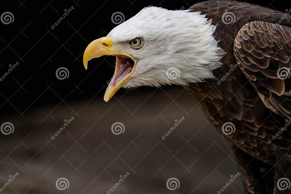 Macro Profile Portrait of a Gorgeous Angry Bald Eagle Screeching Stock ...