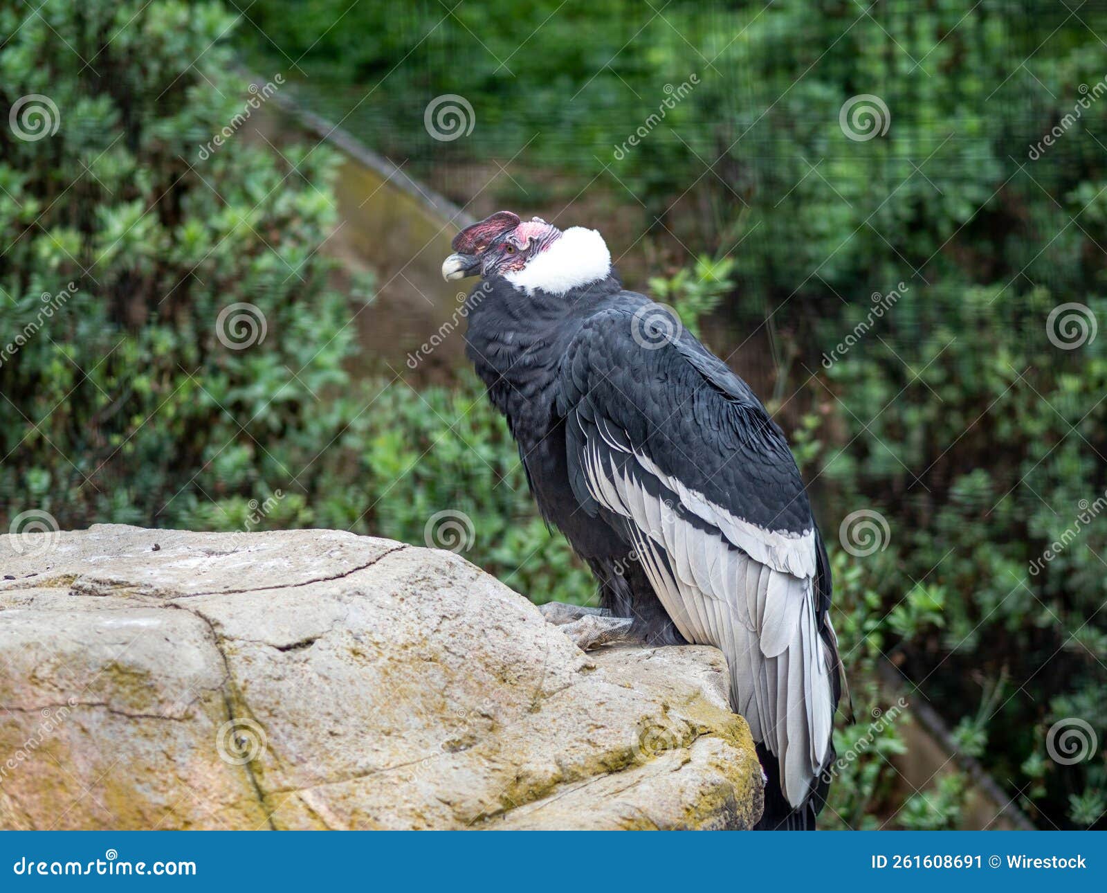 Macro Profile Shot of an Andean Condor Perching on a Rock Stock Image ...