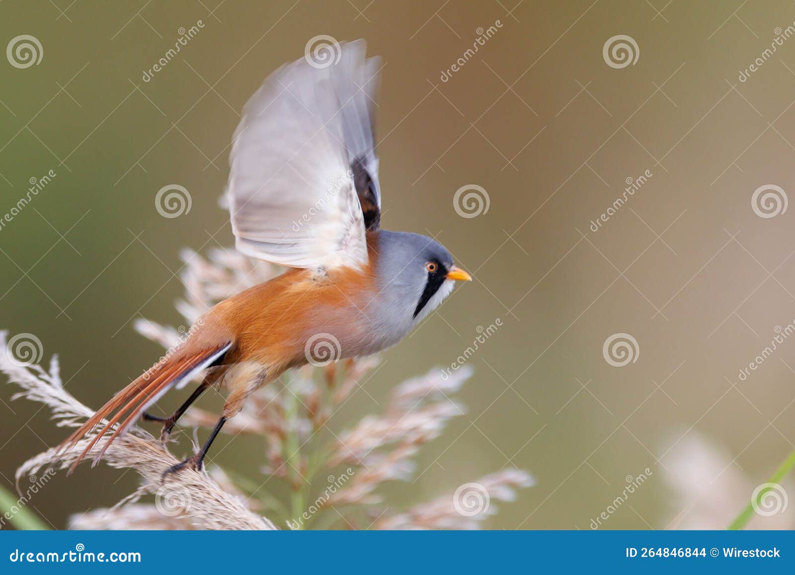 Macro Profile Shot of a Bearded Reedling Flying by the Plants Stock ...