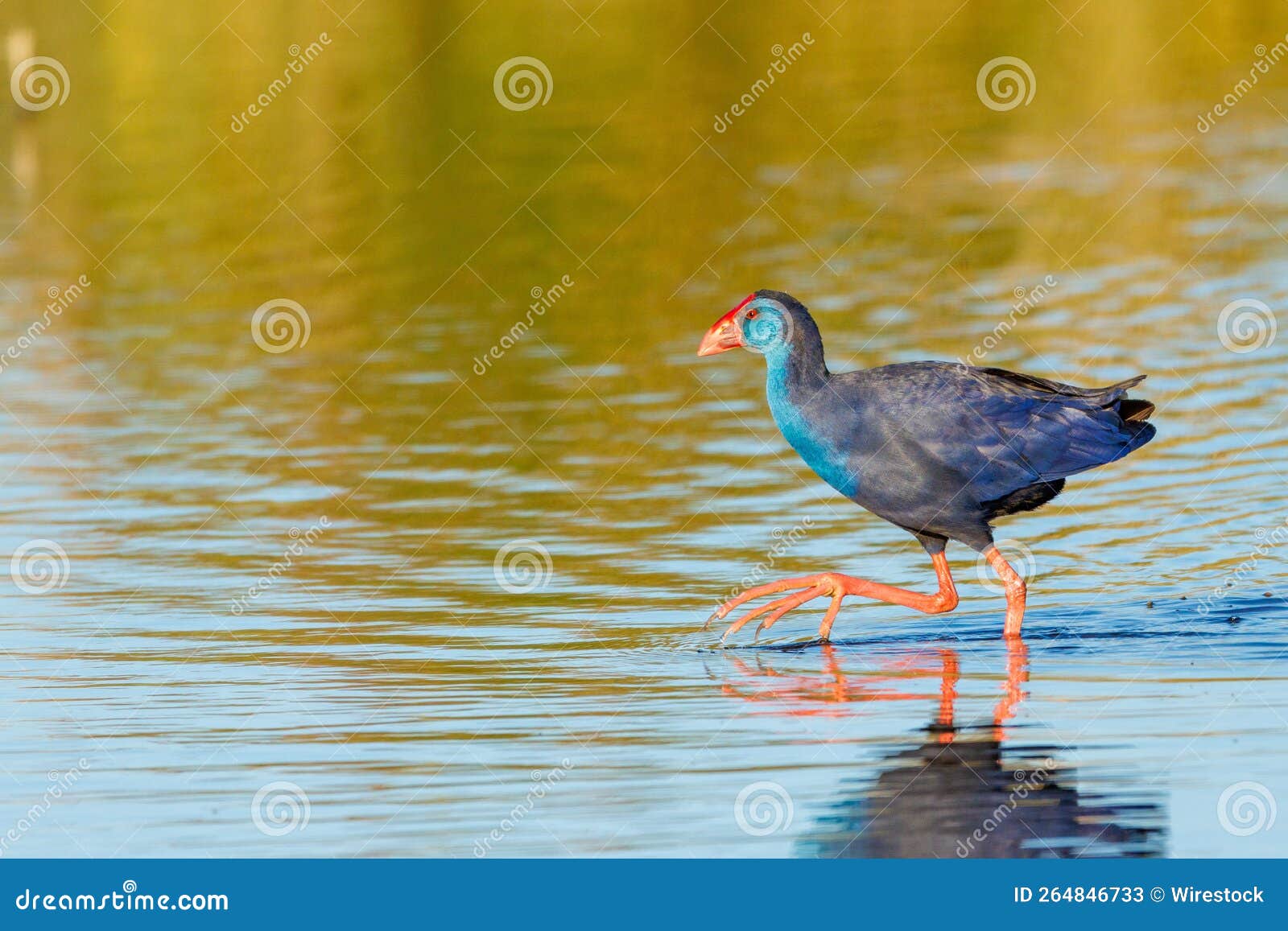 Macro Profile Shot of a Western Swamphen Walking in the Water Stock ...