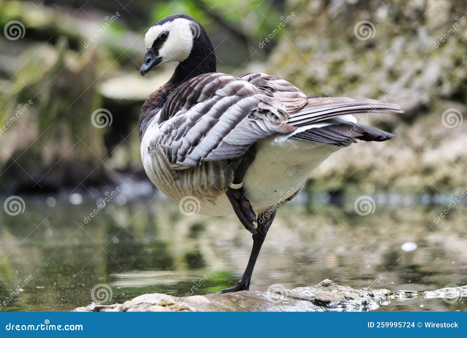Macro Profile View of a Barnacle Goose Perching on the Stone by the ...