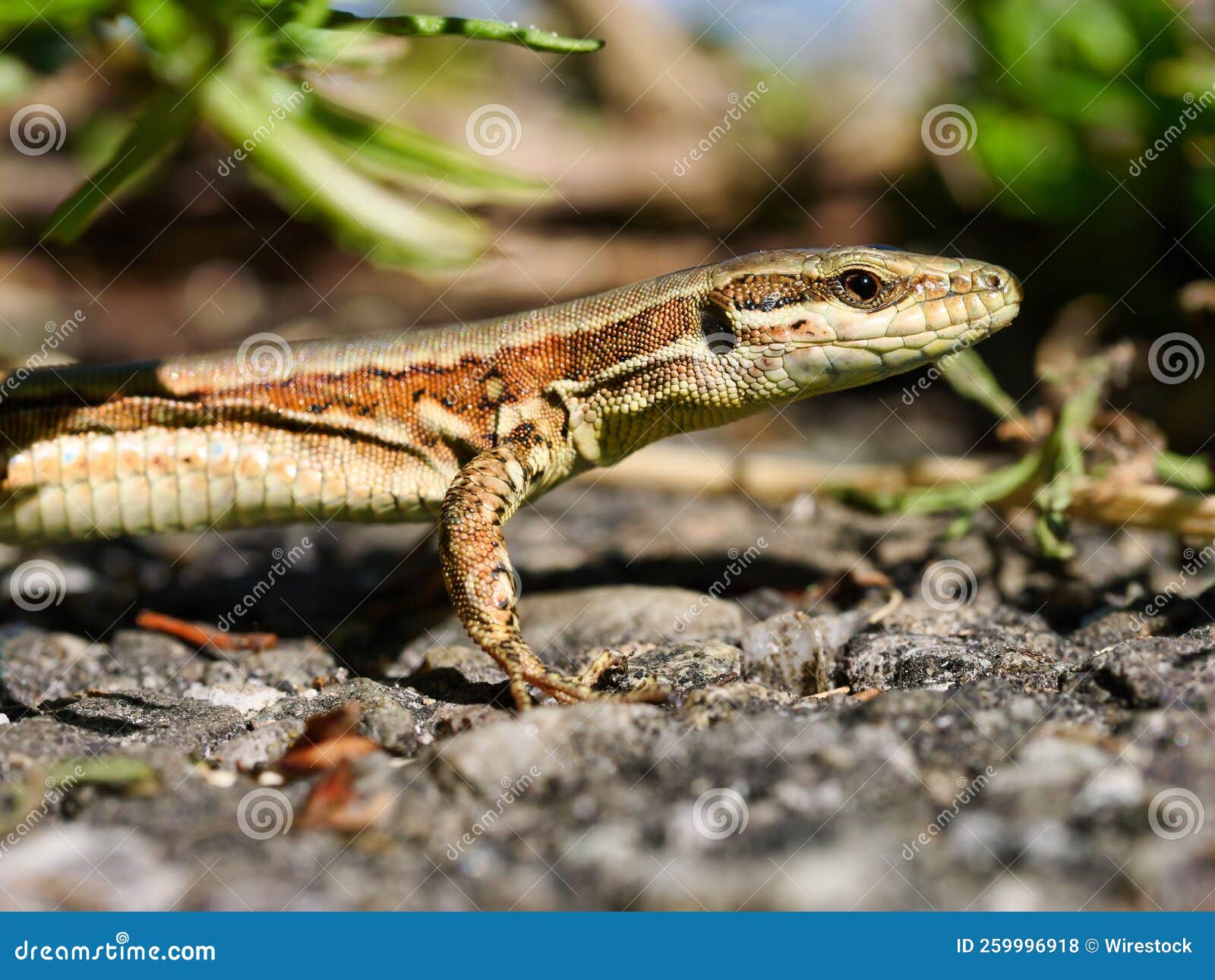 Macro Profile View of a Common Wall Lizard on the Grainy Ground Stock ...