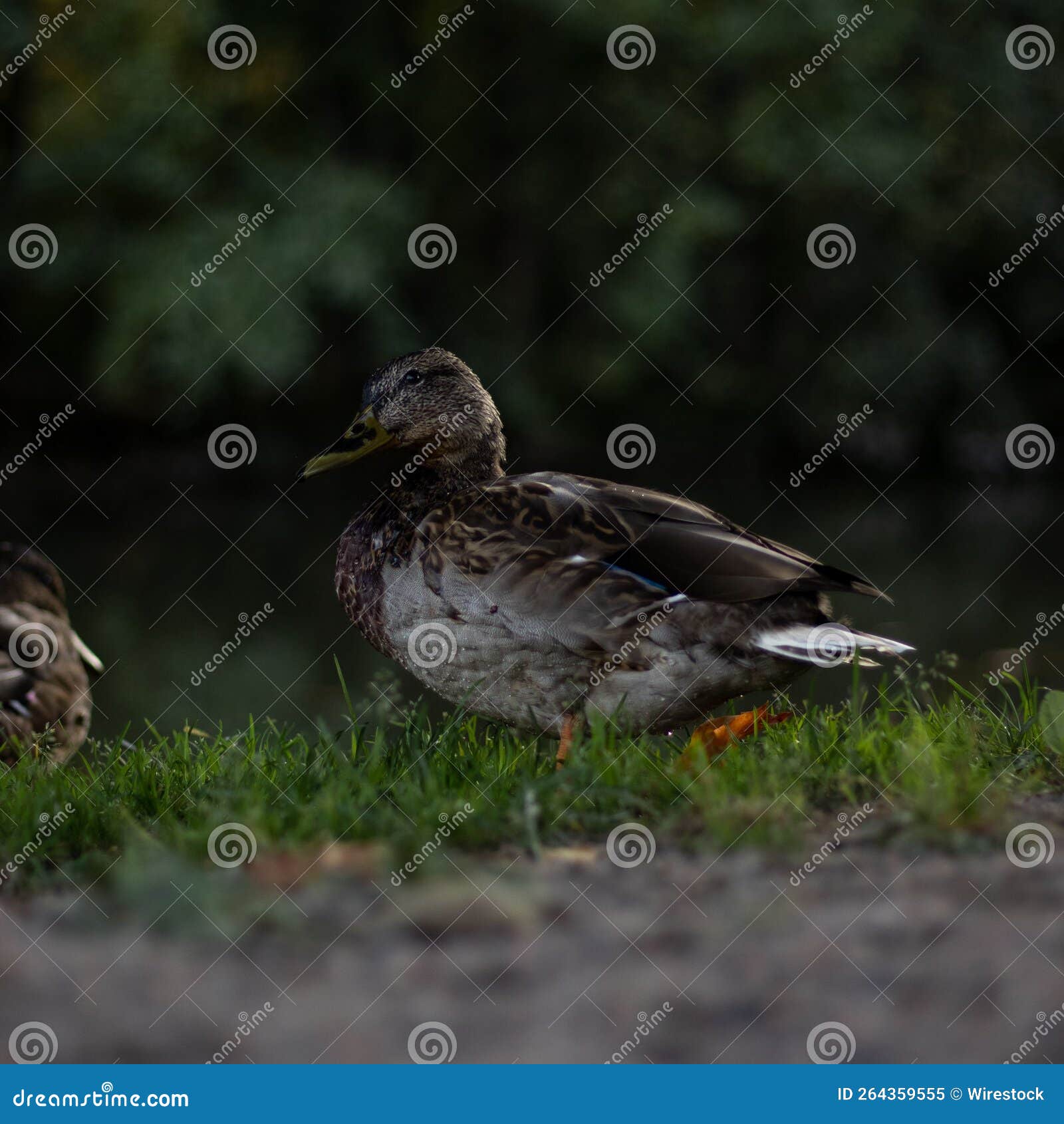 Macro Profile View of a Mallard Duck Perching on the Grass Stock Image ...