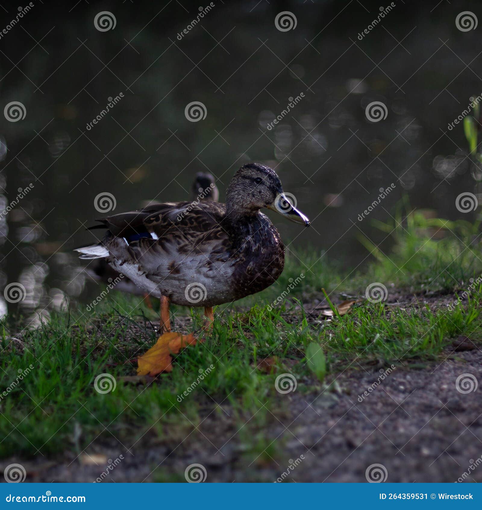 Macro Profile View of a Mallard Duck Perching on the Grass of a Coast ...