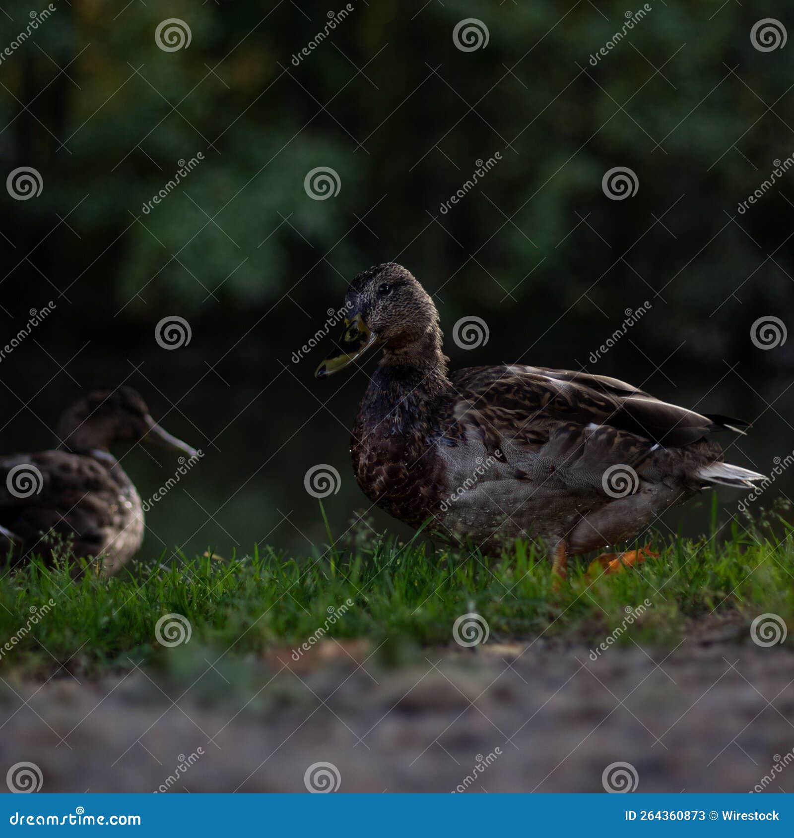 Macro Profile View of Mallard Ducks Perching on the Grass Stock Image ...