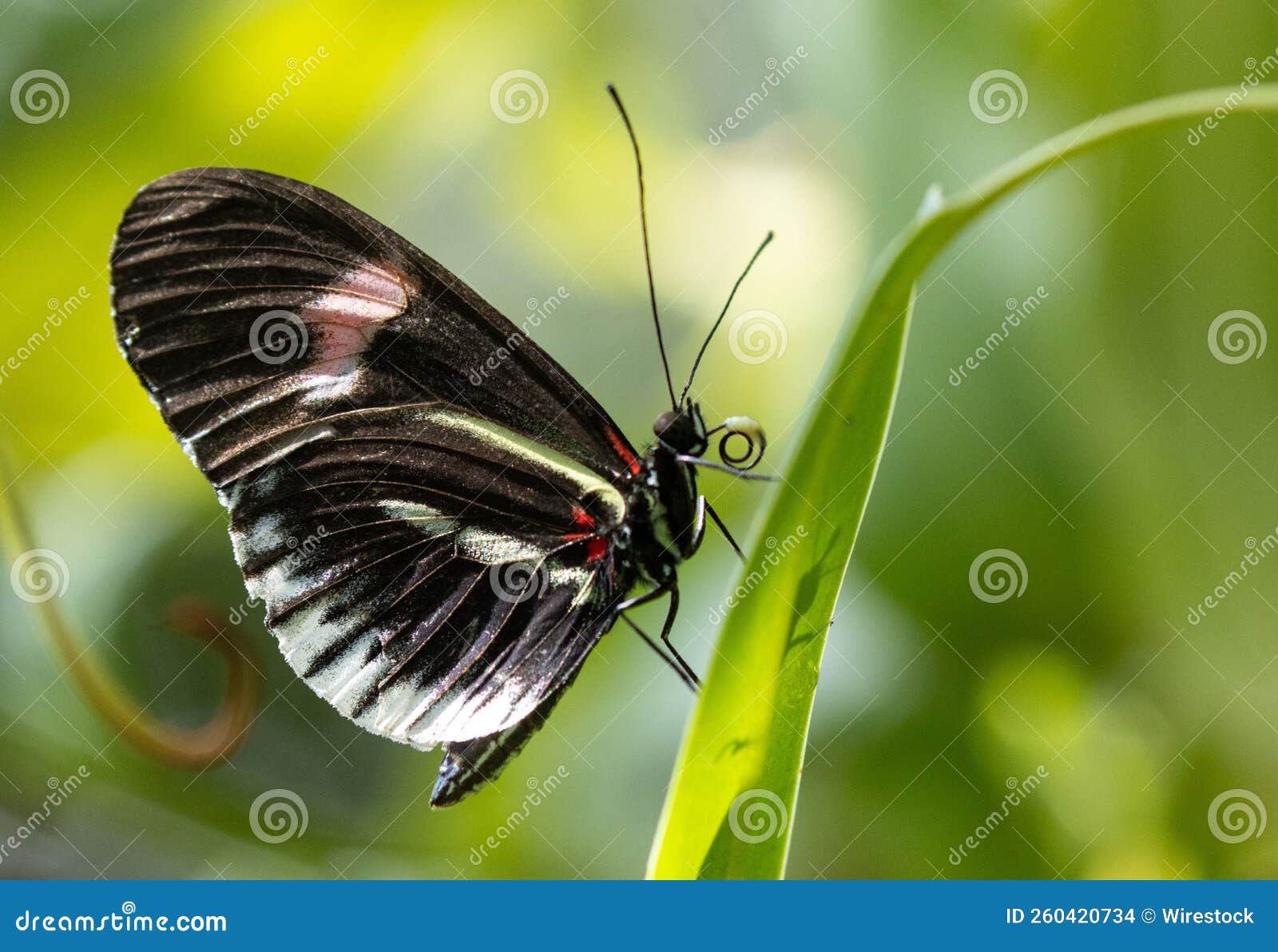 Macro Profile View of a Sara Longwing Butterfly on a Green Leaf Stock ...