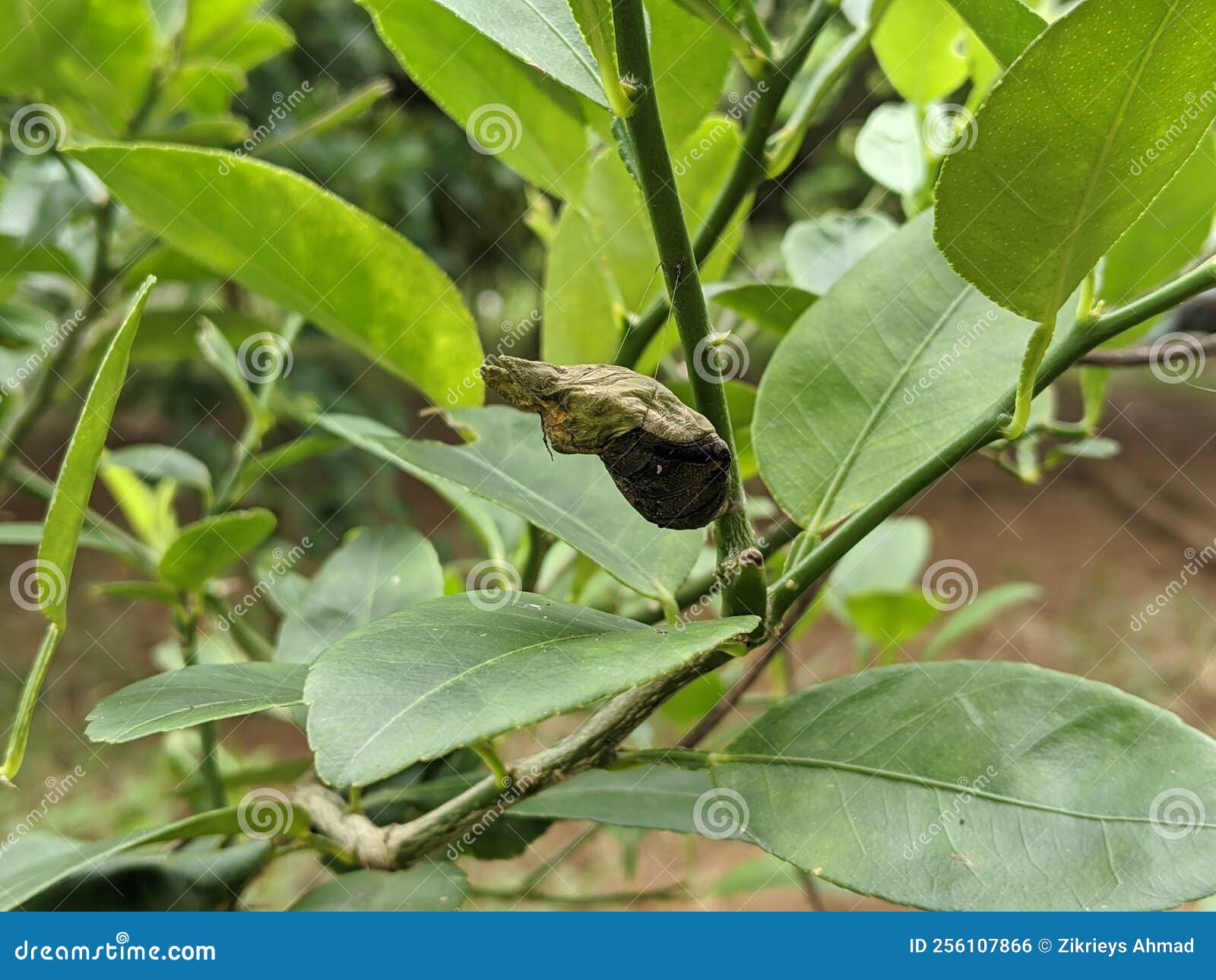 Macro of Pupa Insect on Green Plant Stock Photo - Image of branch, tree ...