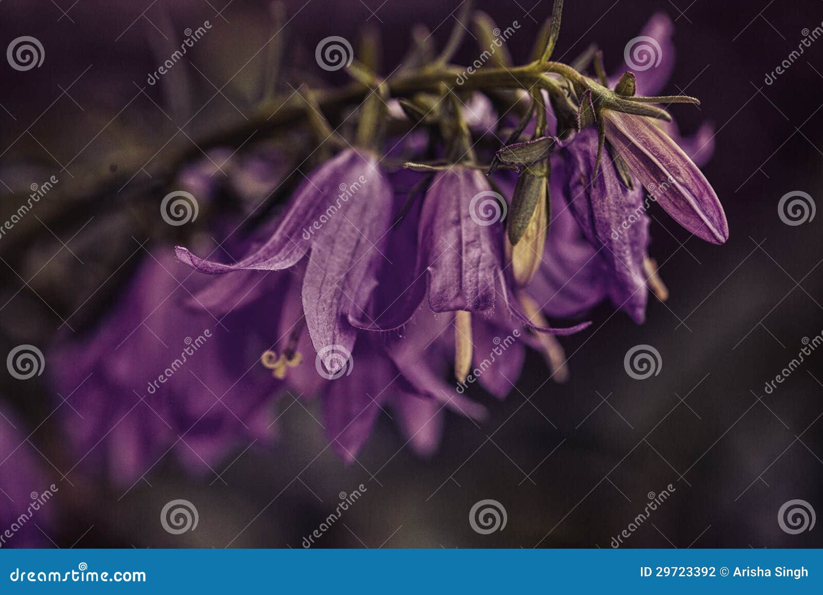 Macro of Purple Snapdragon (Antirrhinum) Stock Photo - Image of flowers ...