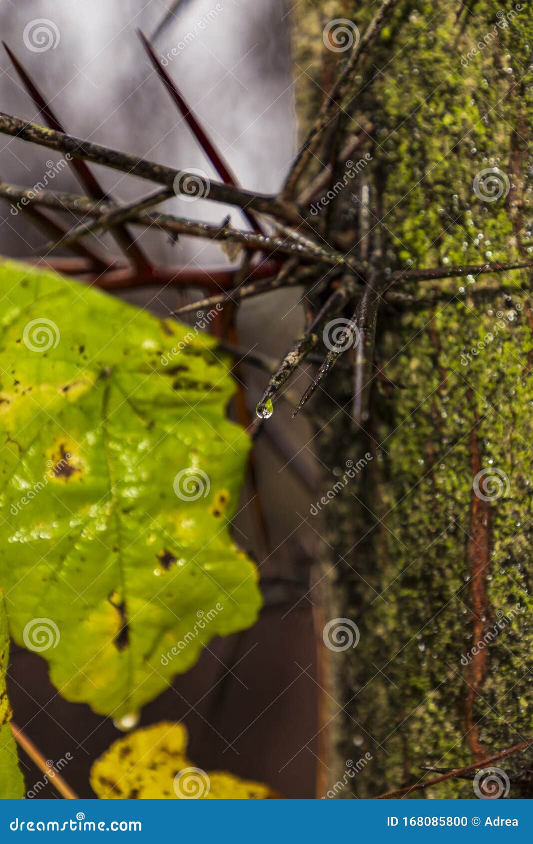 Macro of a Rain Drop on a Spike Stock Photo - Image of drops, wallpaper ...